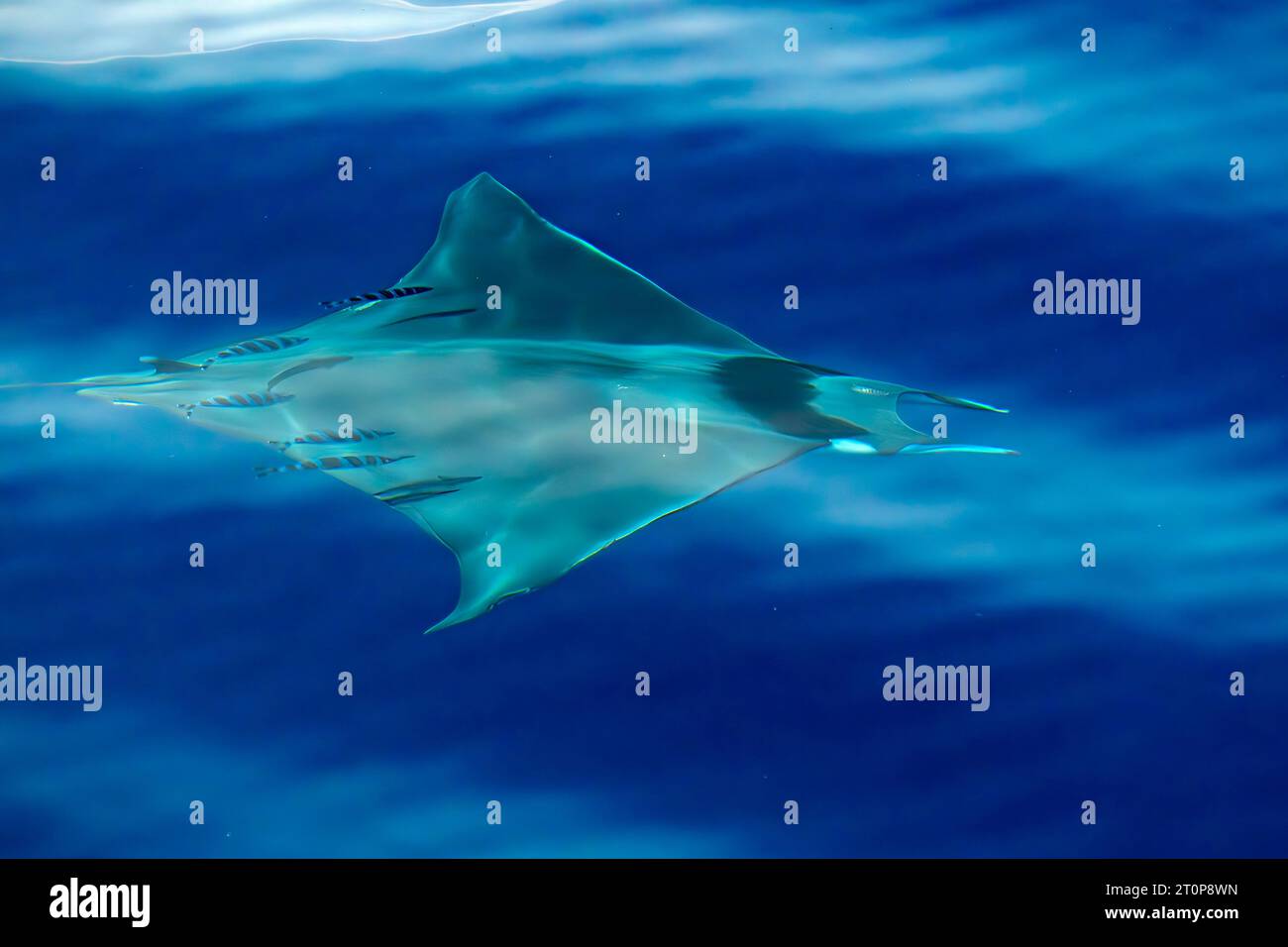A Mobula ray swimming with a pilot fish, Ligurian Sea, Mediterranean ...