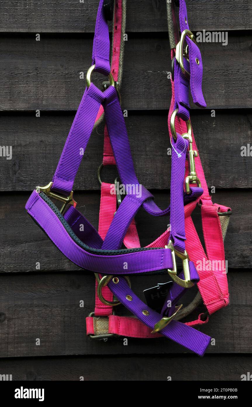 Pink pony head collar hi-res stock photography and images - Alamy