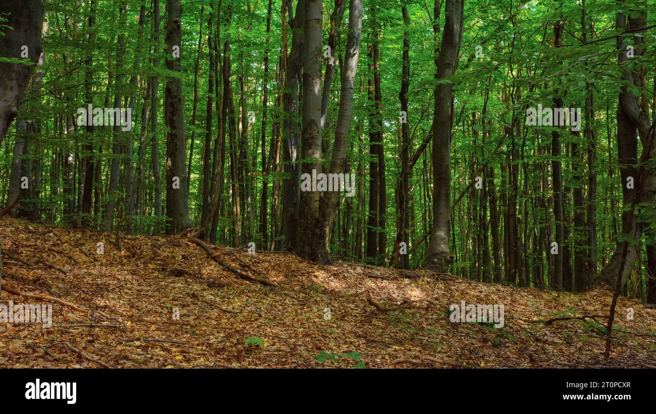 beech forest nature background. green scenery in summer Stock Photo - Alamy