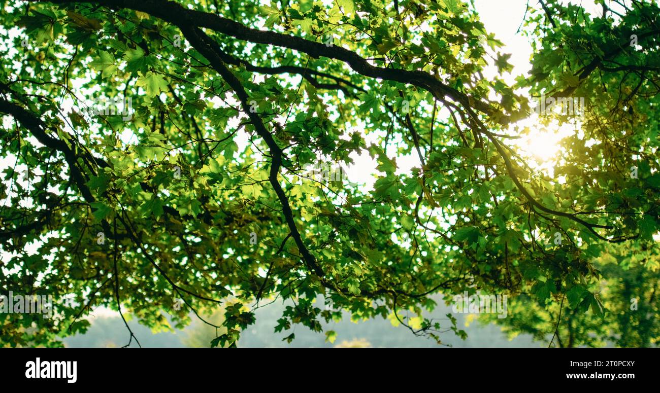 Woods scenery background forest tree branch leaves Stock Photo - Alamy