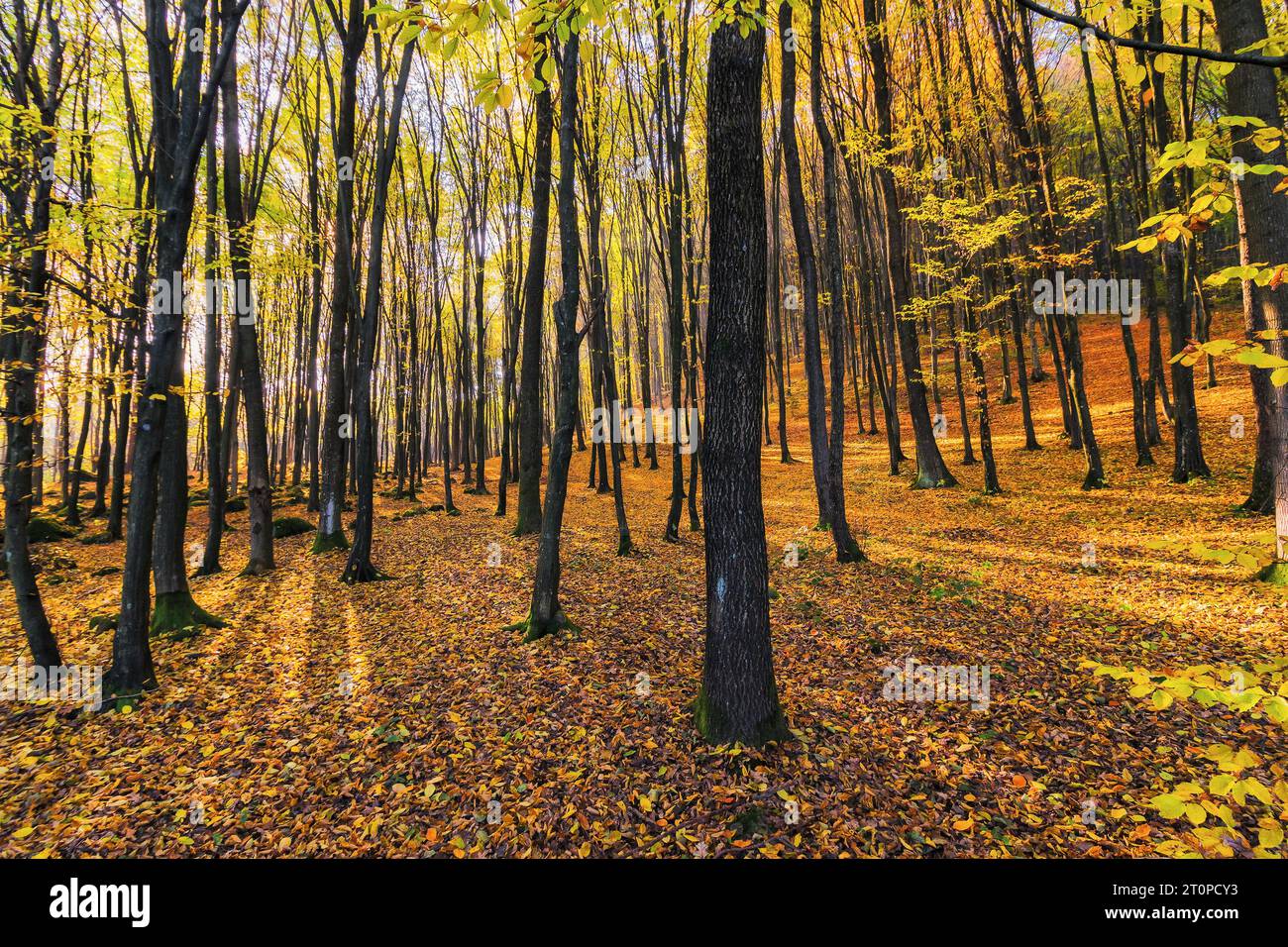 carpathian deciduous forest in morning light. beautiful nature scenery ...
