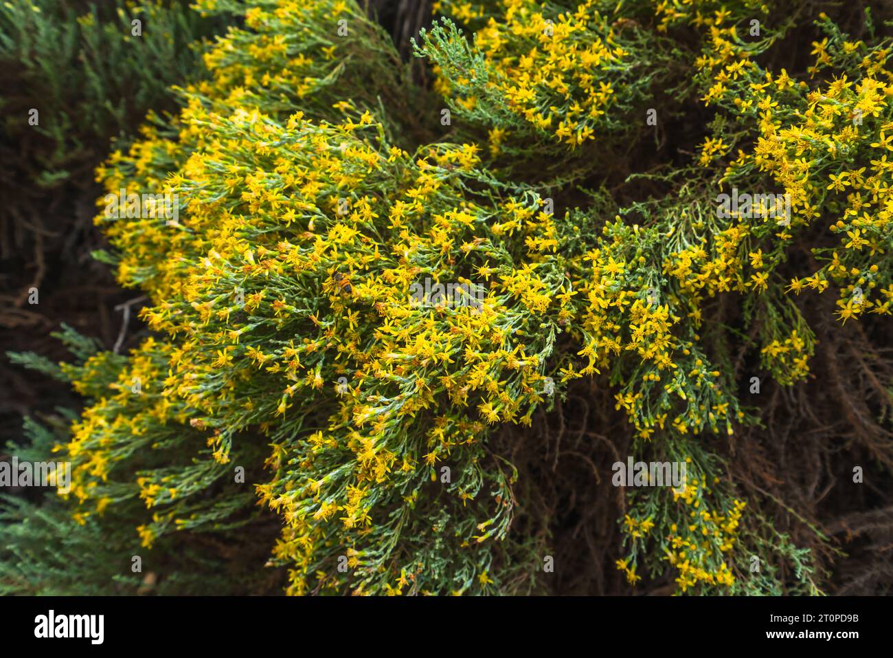 Coast goldenbush hi-res stock photography and images - Alamy