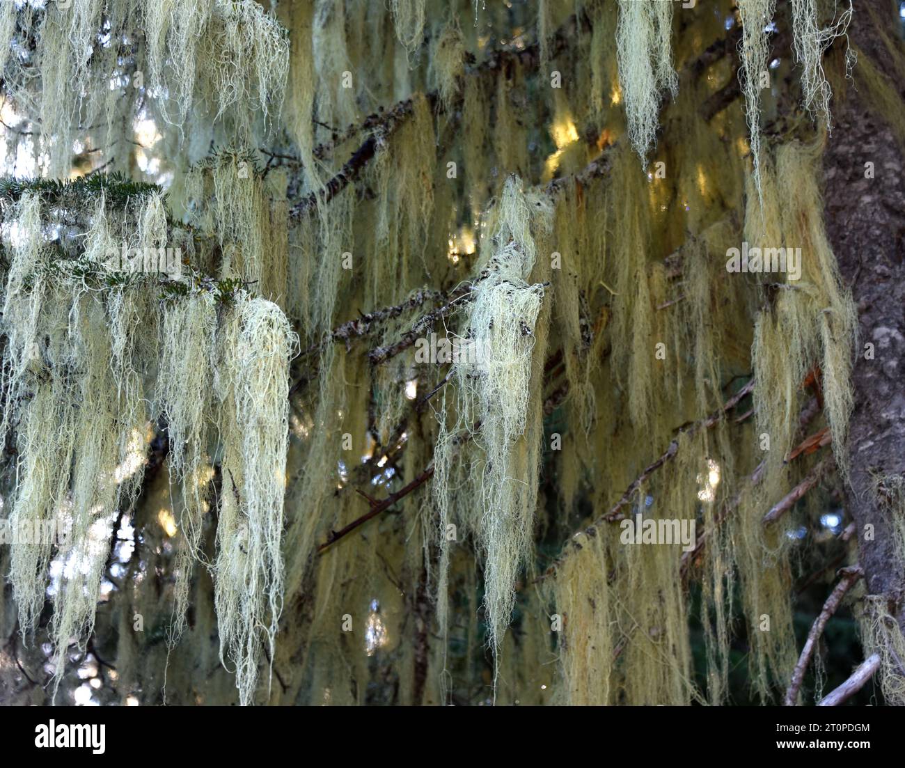 Moss, also called Old Mans Beard, hangs in clusters from branches of ...