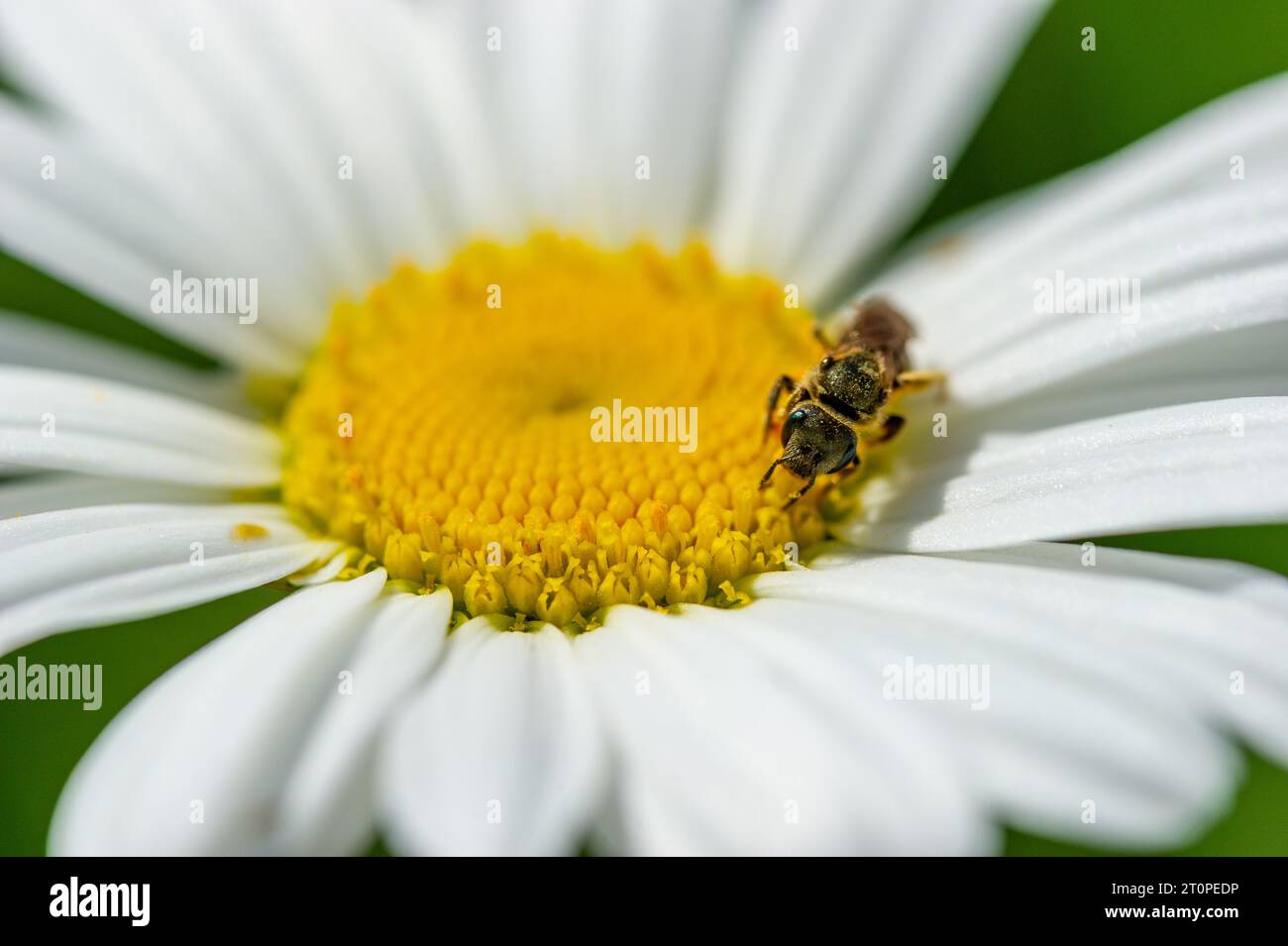 Bee collecting pollen on a daisy flower Stock Photo - Alamy
