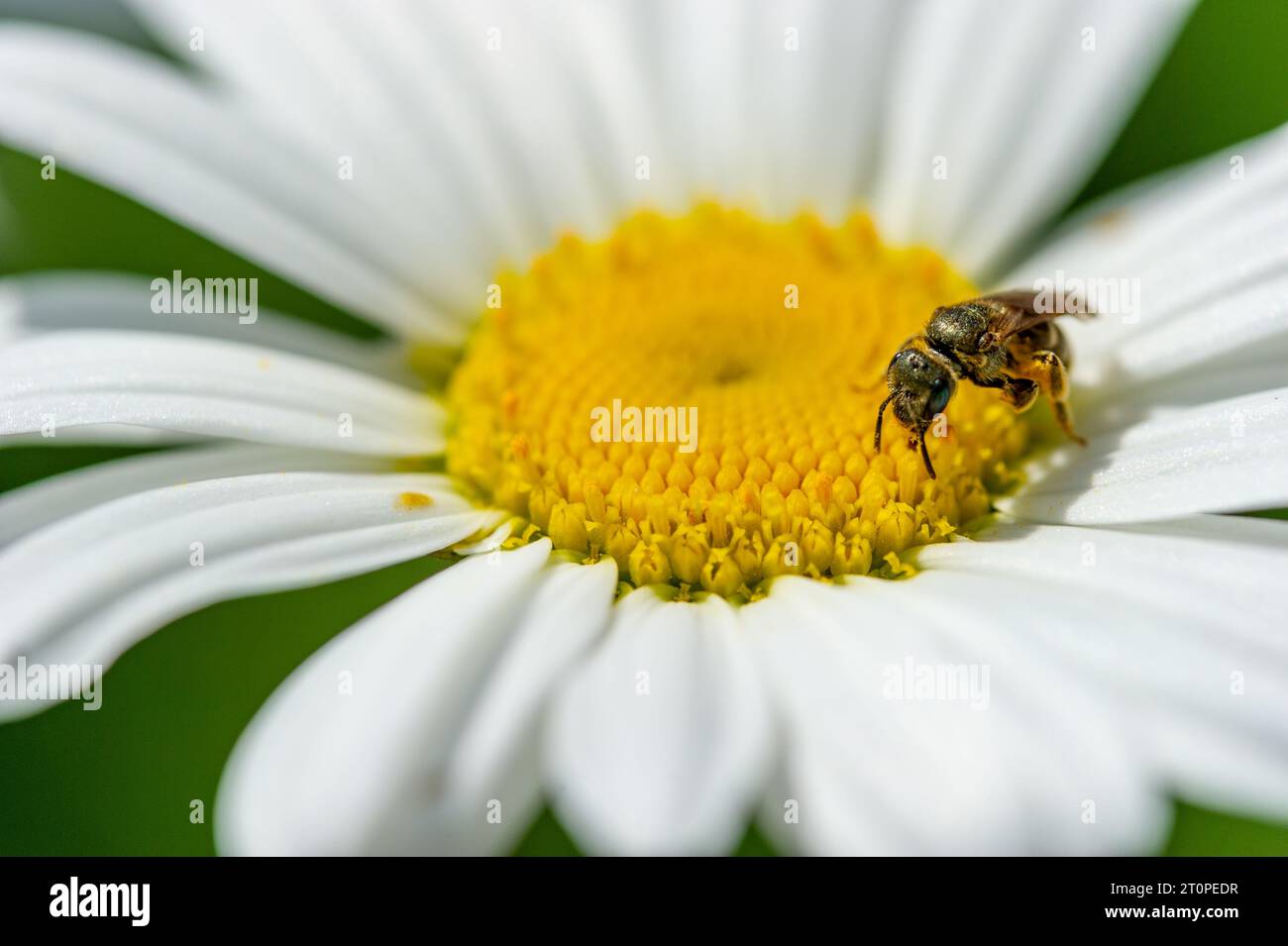 Daisy flower bee hi-res stock photography and images - Alamy