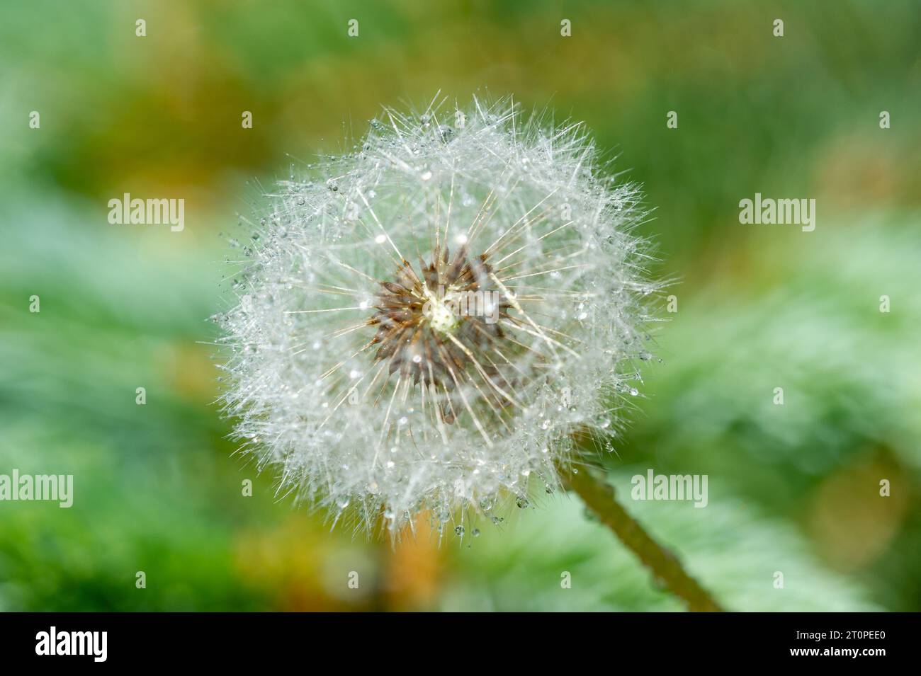 Pappus scales hi-res stock photography and images - Alamy