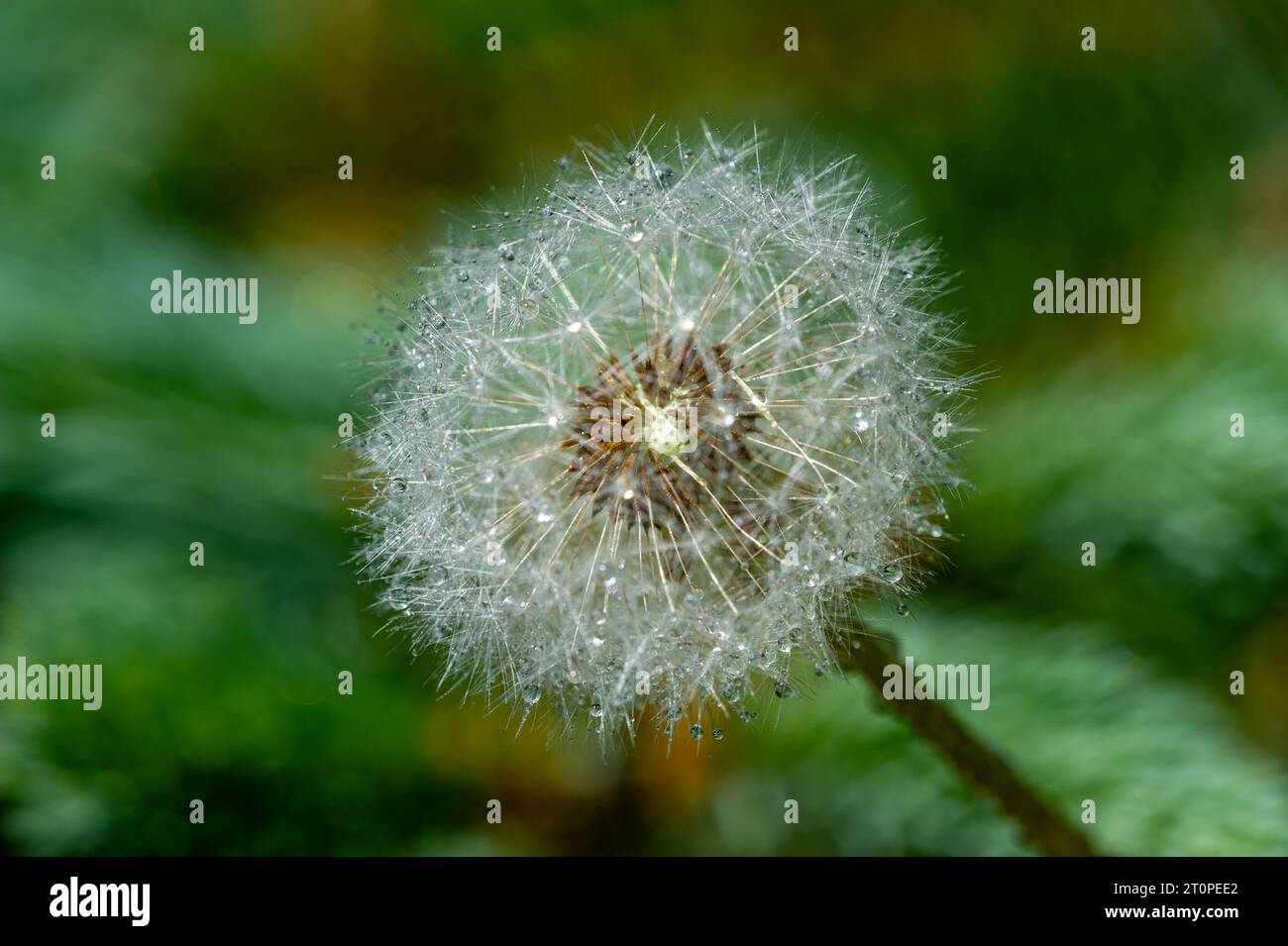 Pappus scales hi-res stock photography and images - Alamy