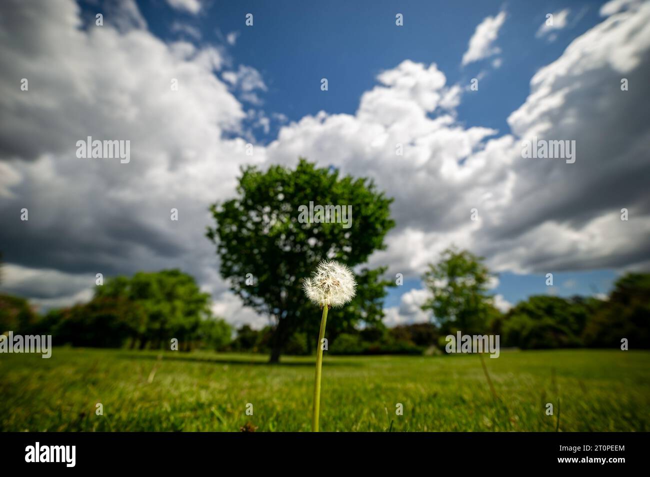 Focus on a Dandelion, Pappus-Clad in a farm field with trees and clouds ...