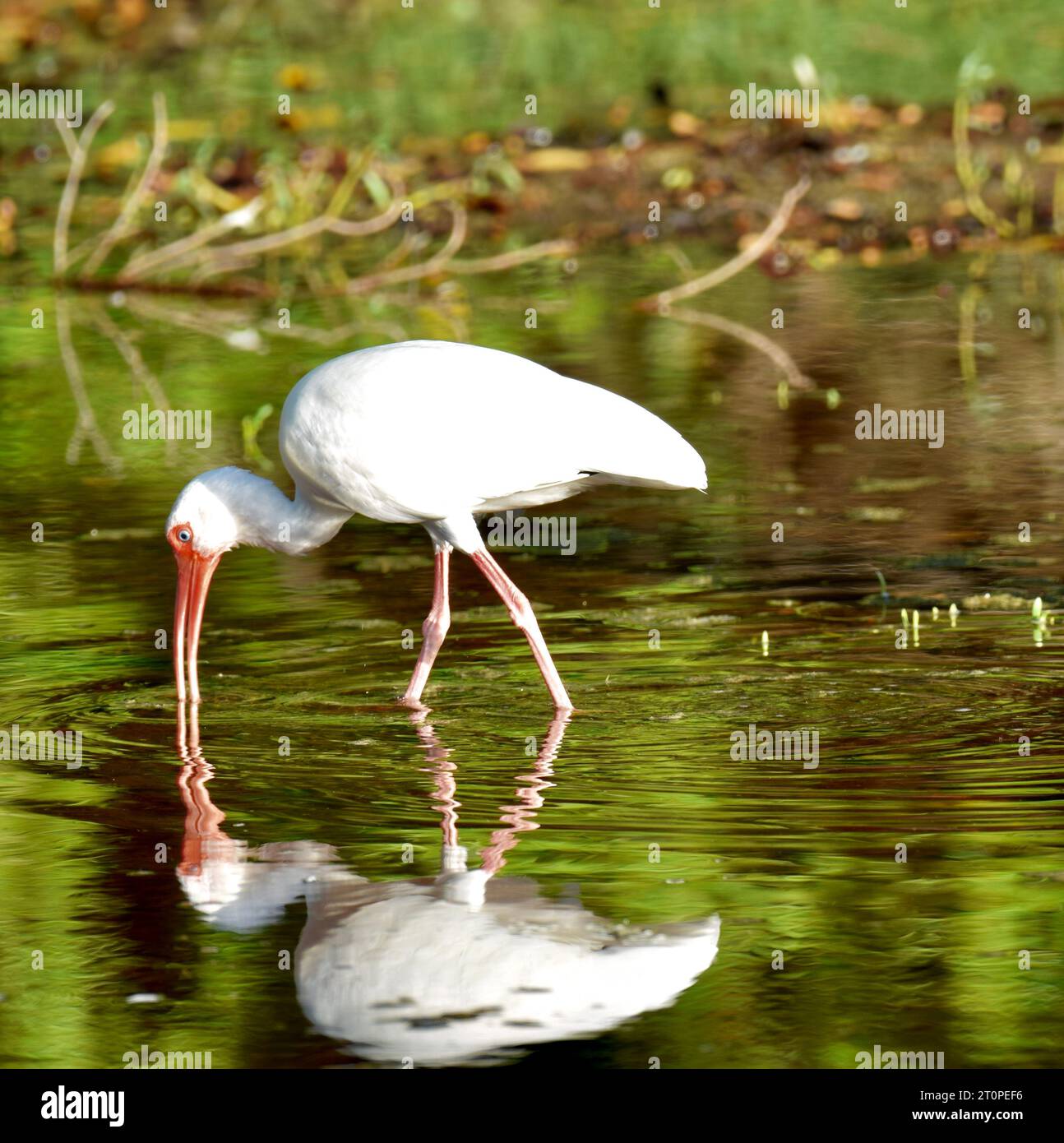 An American white ibis (Eudocimus albus) looking for food in shallow ...