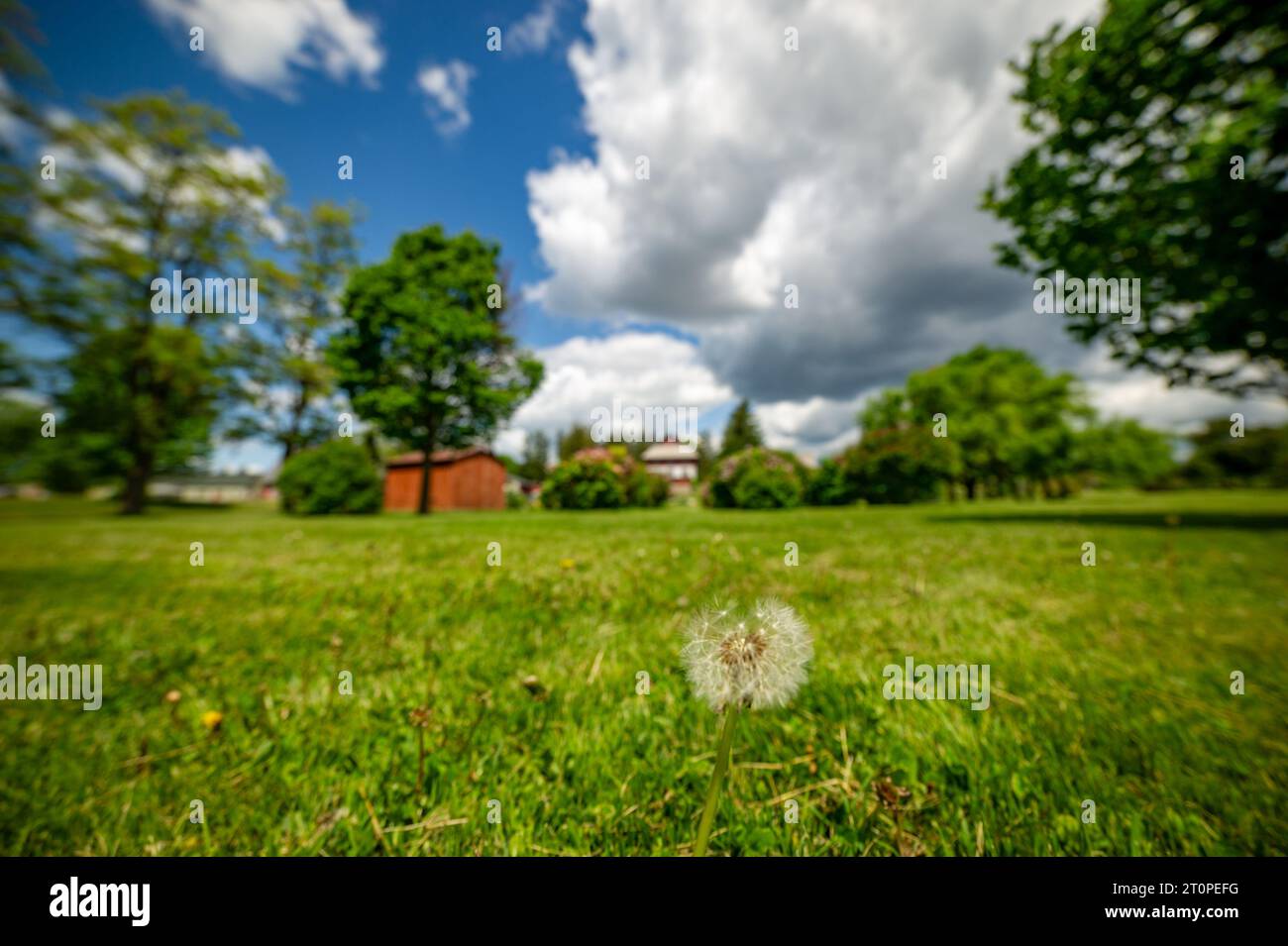 Focus on a Dandelion, Pappus-Clad in a farm field with trees and clouds ...
