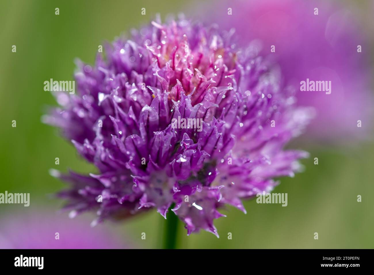 Micro chives hi-res stock photography and images - Alamy