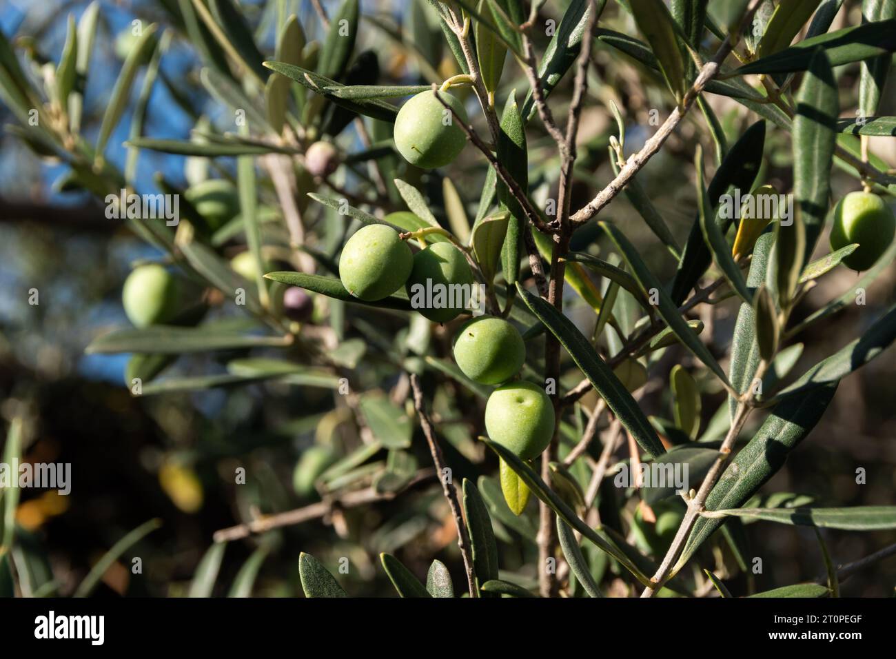 Aceitunas frutas hi-res stock photography and images - Alamy