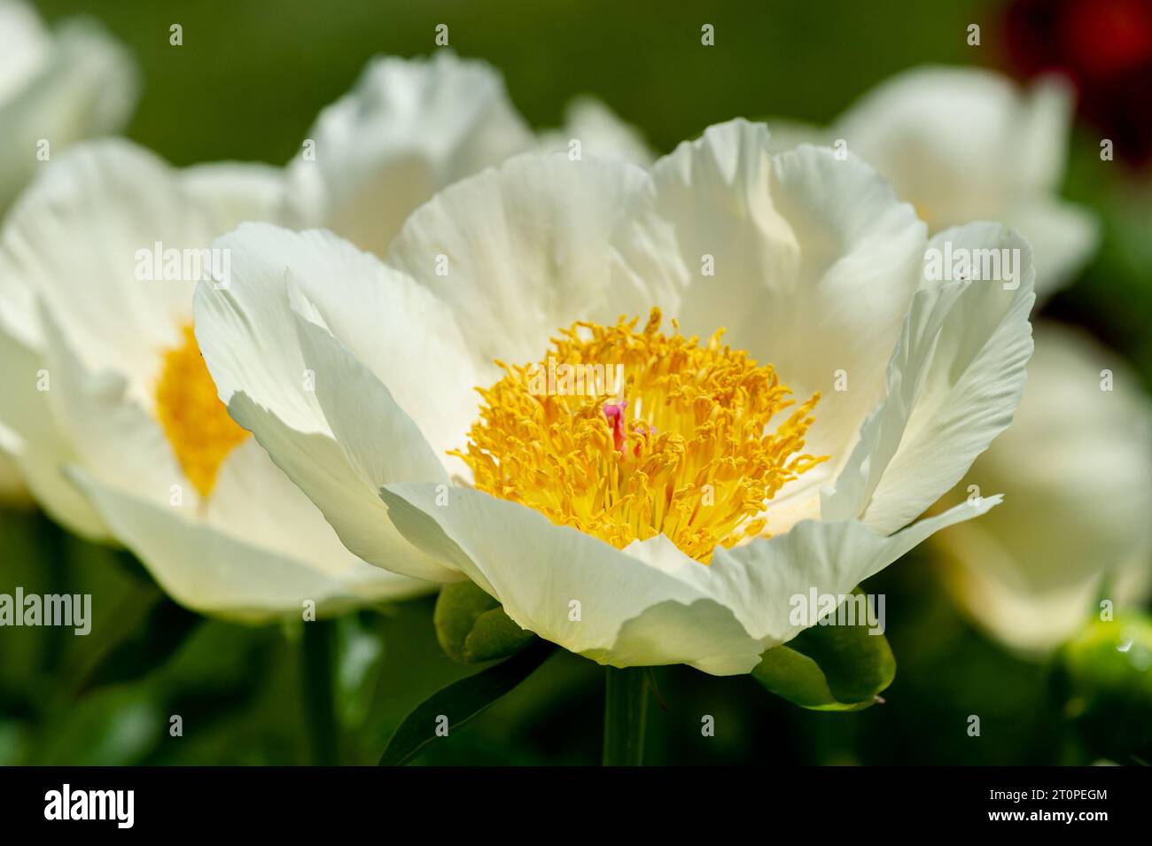 Common garden peony, Paeoniaceae, Paeonia lactiflora Pall Stock Photo ...
