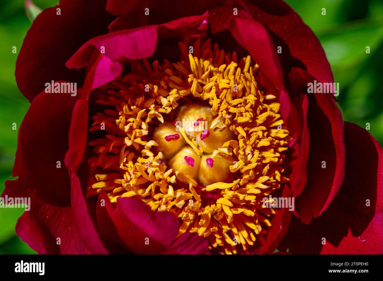 Scarlet peony, Paeoniaceae, Paeonia peregrina Mill Stock Photo - Alamy