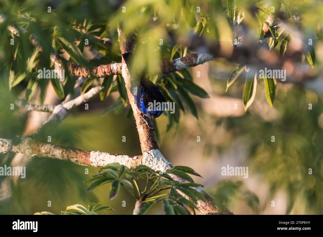 Perched Opal-rumped Tanager (Tangara velia) at Yasuni Kichwa Ecolodge ...