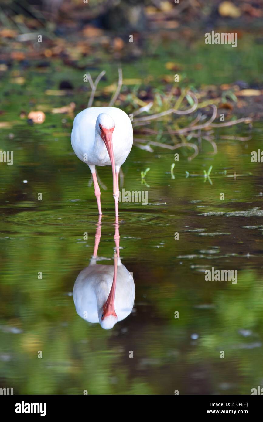 A lone American white ibis (Eudocimus albus) facing front and reflected ...