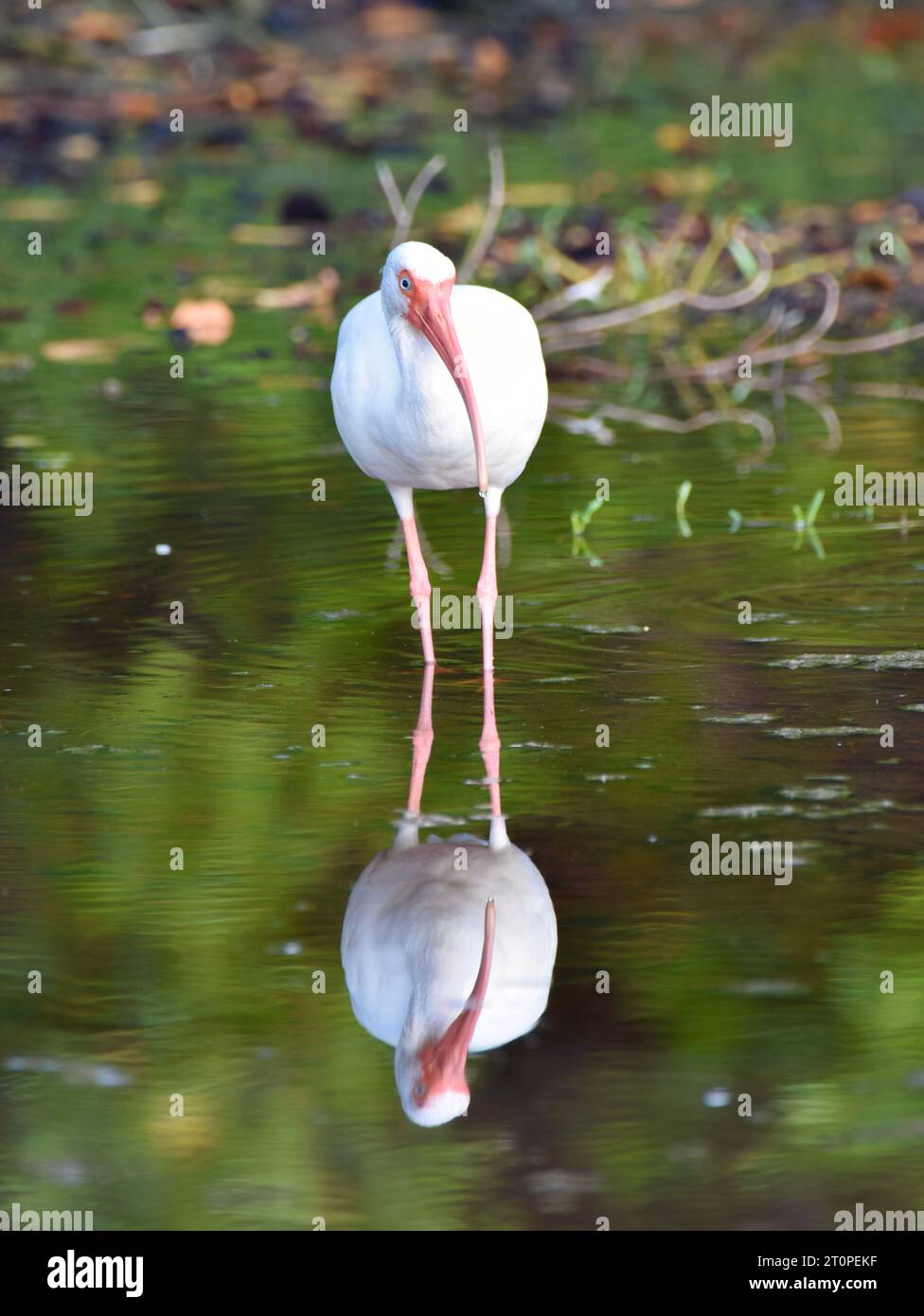 A lone American white ibis (Eudocimus albus) facing front and reflected ...