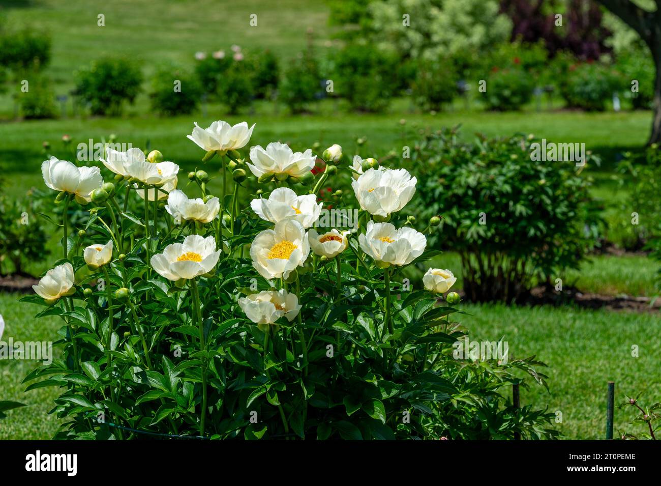 A bush of Common garden peony, Paeoniaceae, Paeonia lactiflora Pall ...