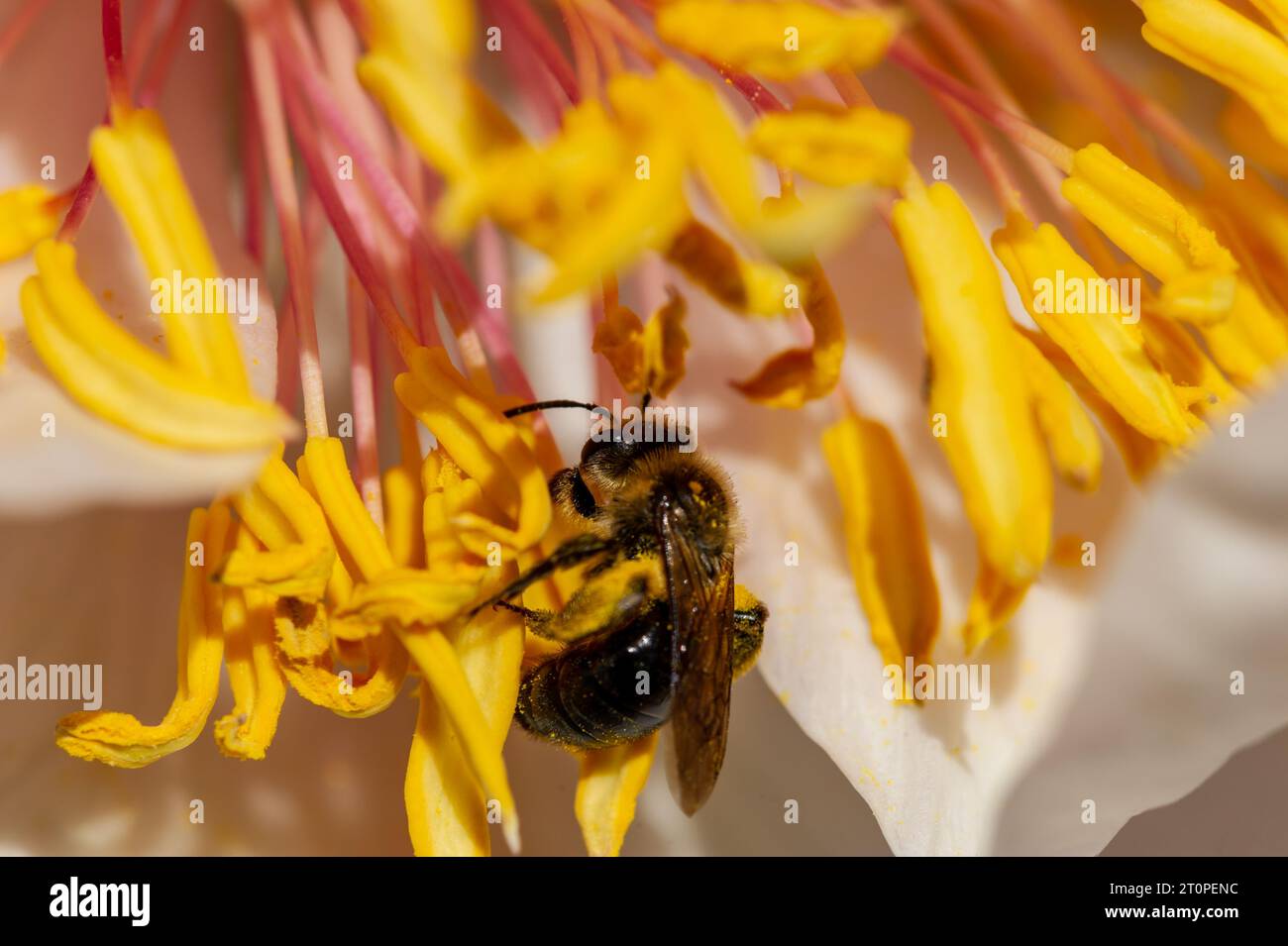 Bee collecting pollen on a Common garden peony, Paeoniaceae, Paeonia ...