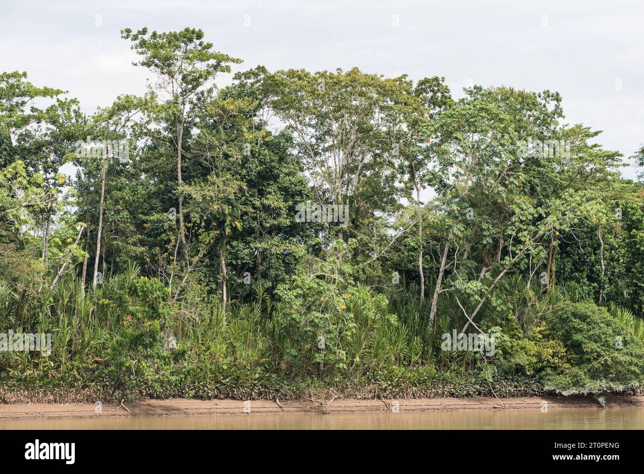 Riverside vegetation along the Napo RIver in Ecuador near Coca Stock ...