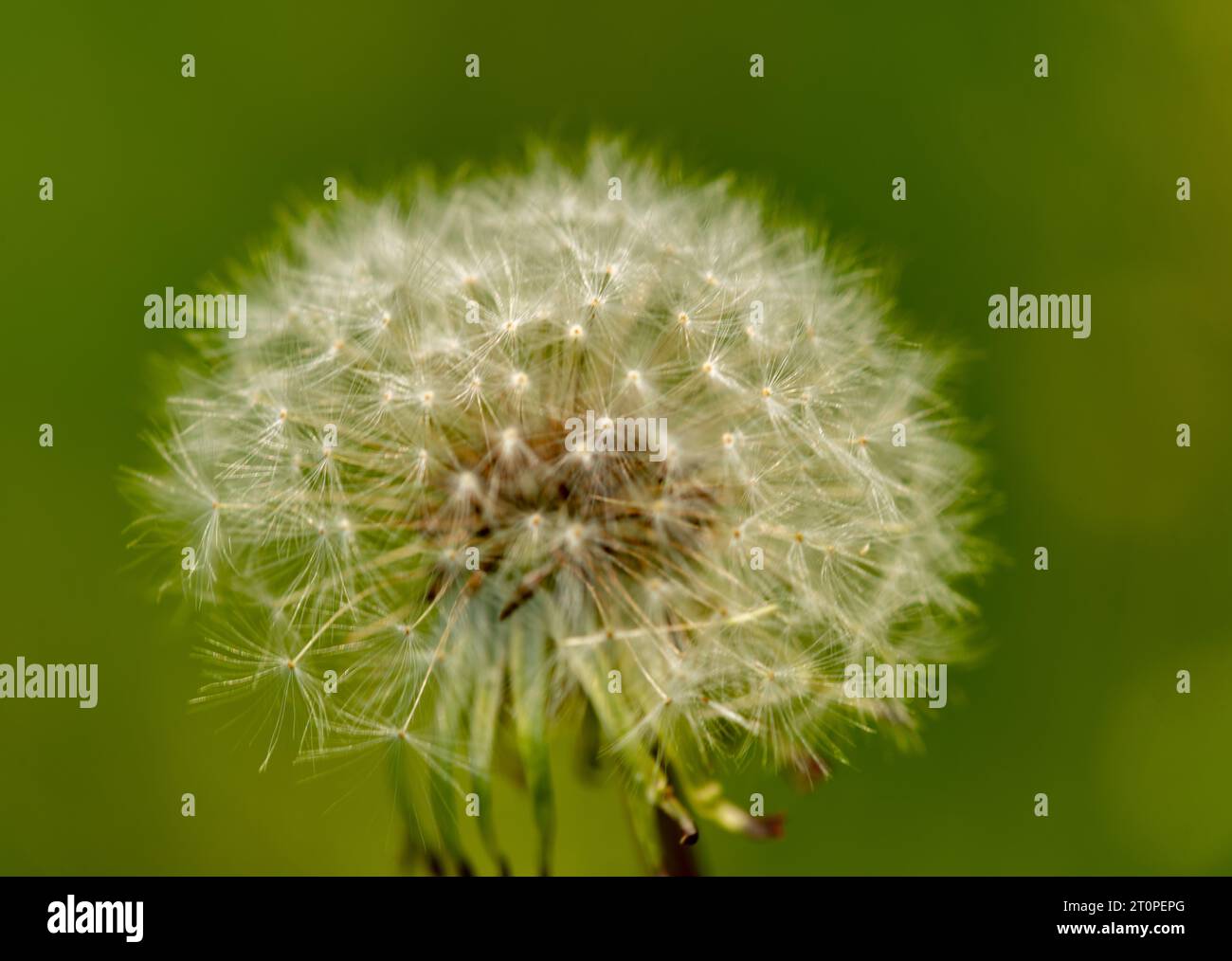 Pappus clad seeds hi-res stock photography and images - Alamy