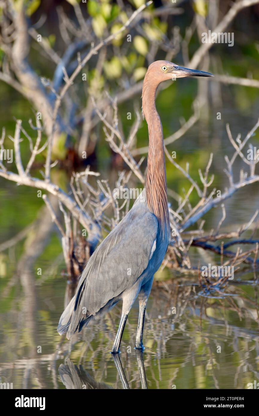 A Reddish egret (Egretta rufescens) in the mangroves of Ambergris Caye, Belize Stock Photo - Alamy