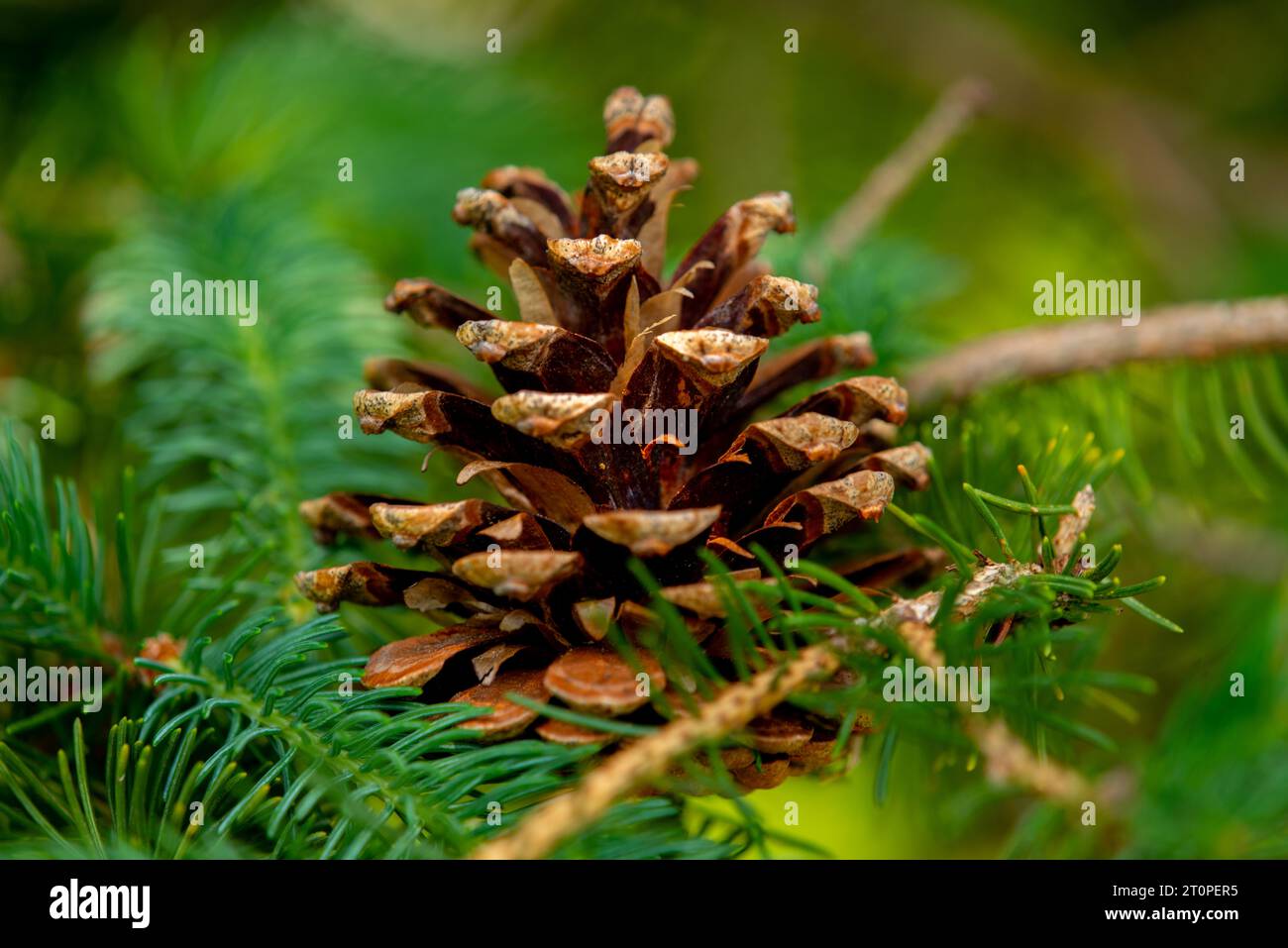 Pine cone bracts hi-res stock photography and images - Alamy