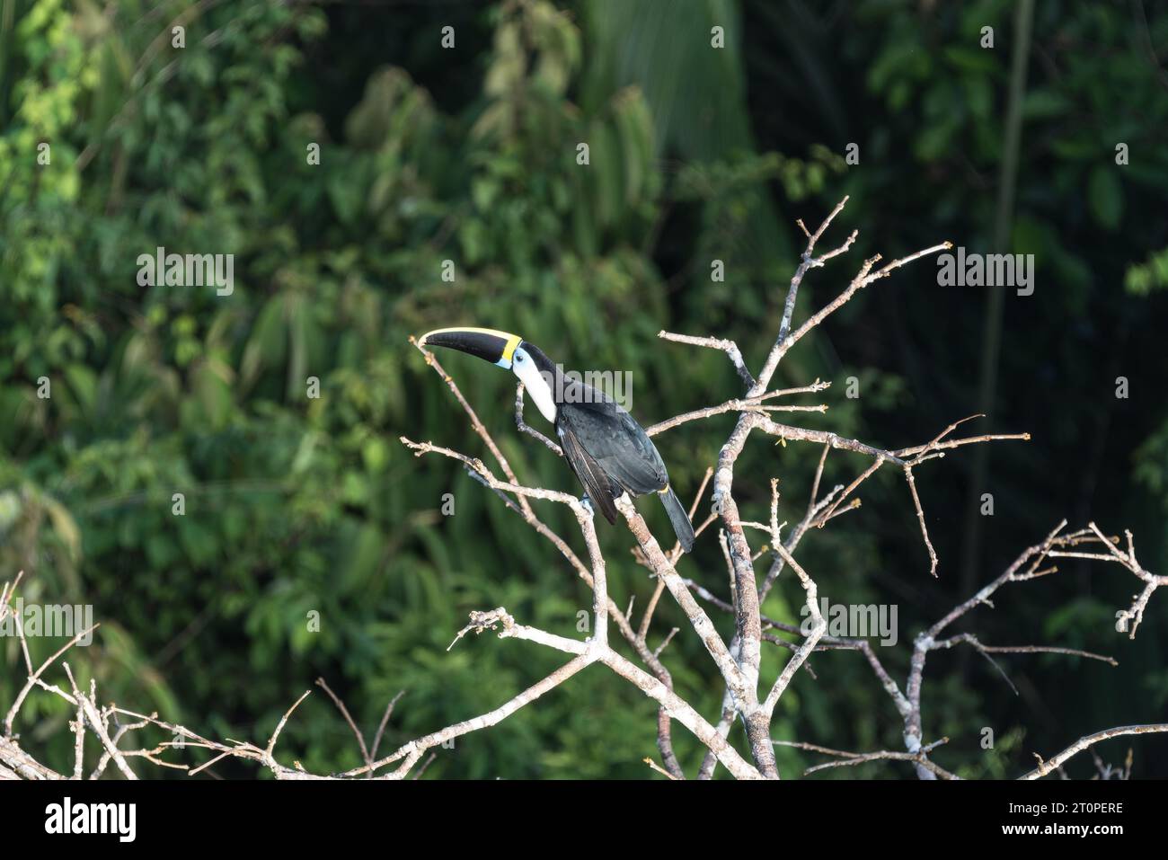 White-throated Toucan (Ramphastos tucanus) at Yasuni Kichwa Ecolodge ...
