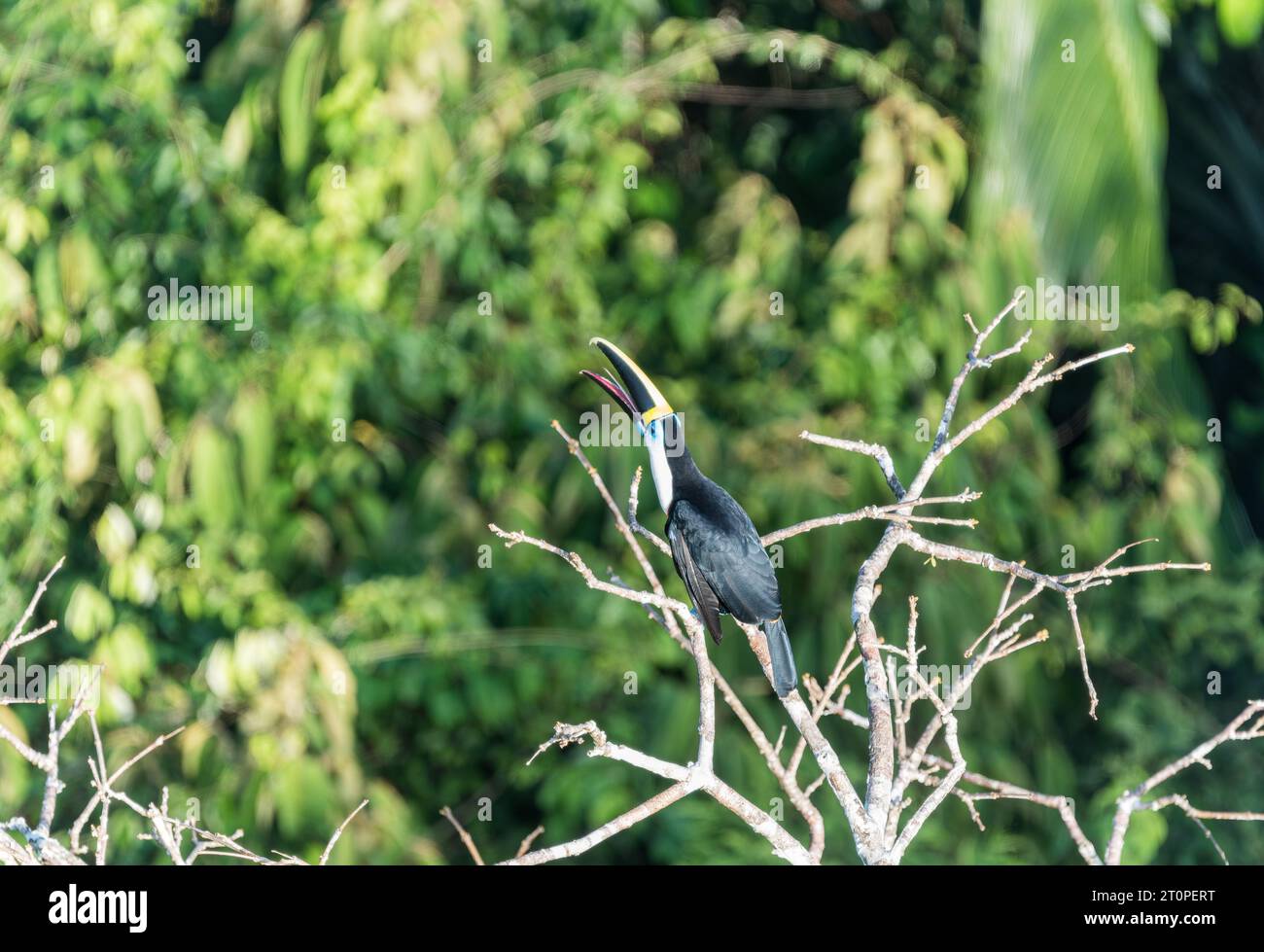 Calling White-throated Toucan (Ramphastos tucanus) at Yasuni Kichwa ...