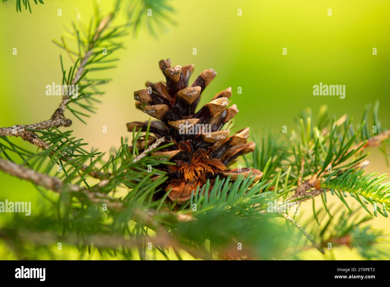 Pine cone bracts hi-res stock photography and images - Alamy