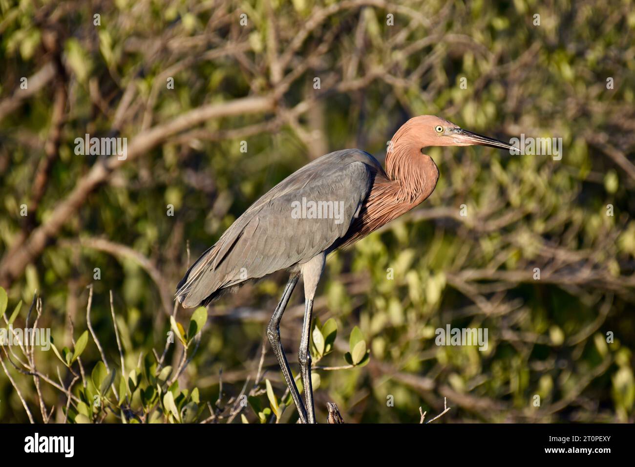 A Reddish egret (Egretta rufescens) in the mangroves of Ambergris Caye ...