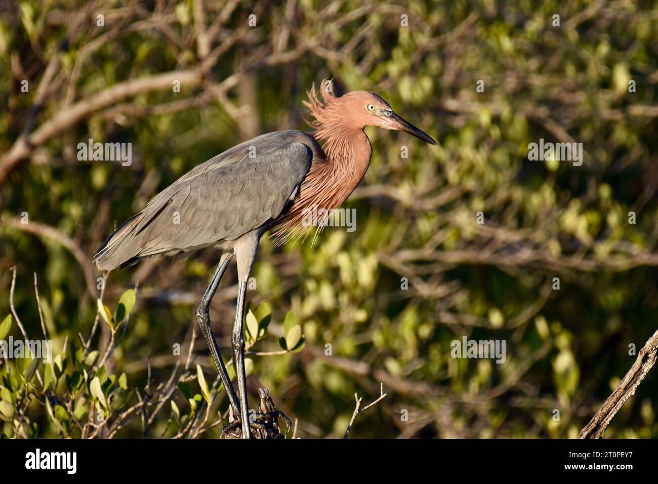 A Reddish egret (Egretta rufescens), with ruffled head feathers, in the ...