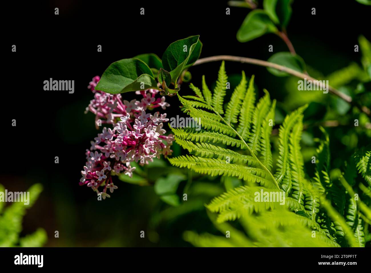 Lilac, Syringa pubescens Turcz Stock Photo - Alamy