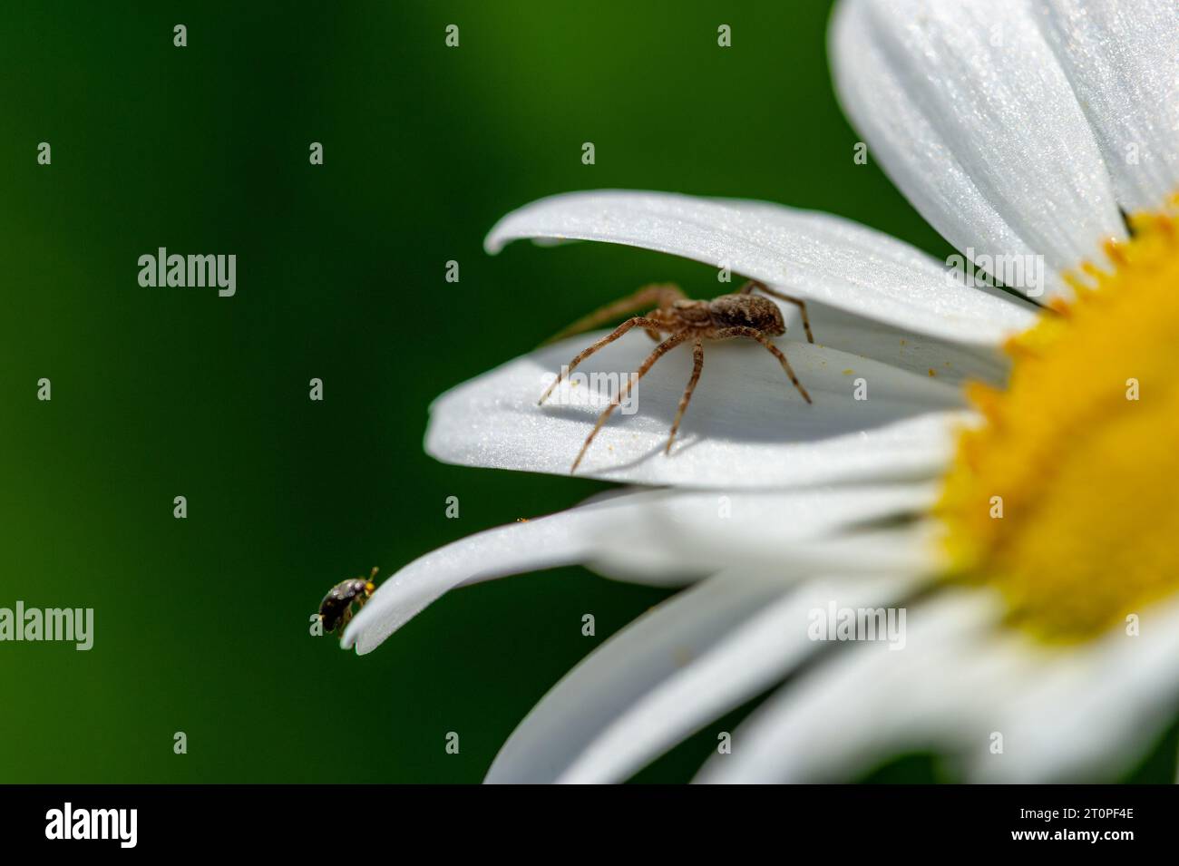 Micro daisy hi-res stock photography and images - Alamy