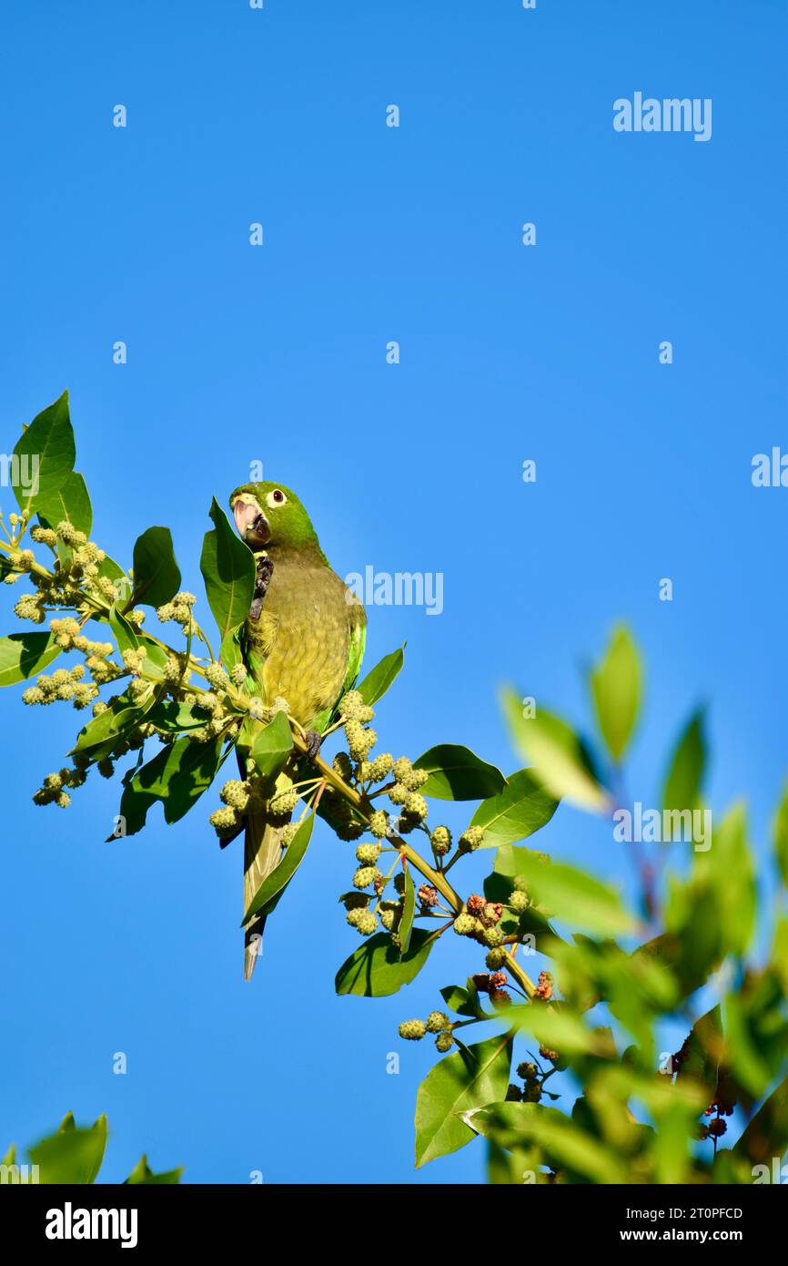 Olive throated parakeet eupsittula hi-res stock photography and images ...