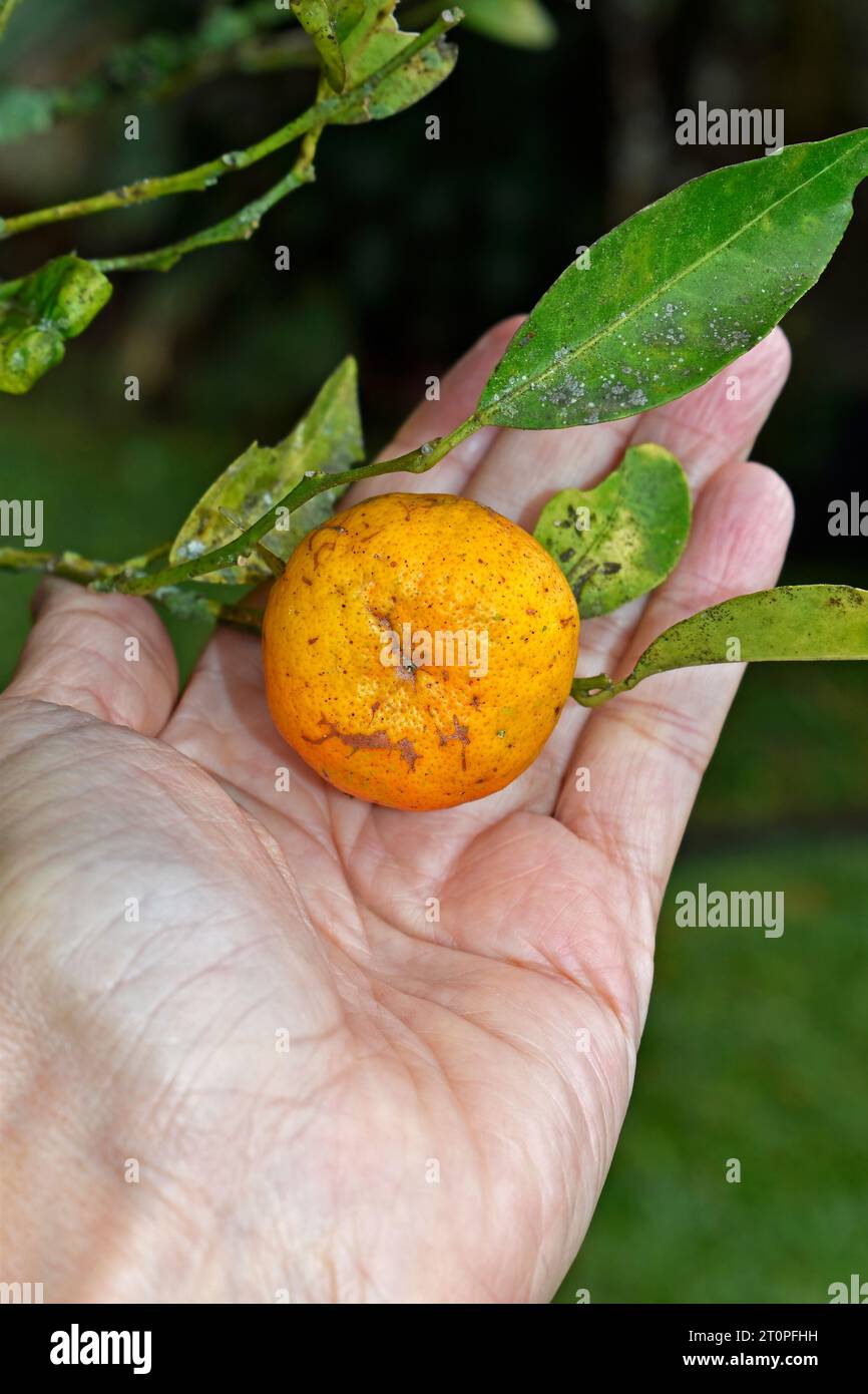 Mini mandarin orange tree hi-res stock photography and images - Alamy