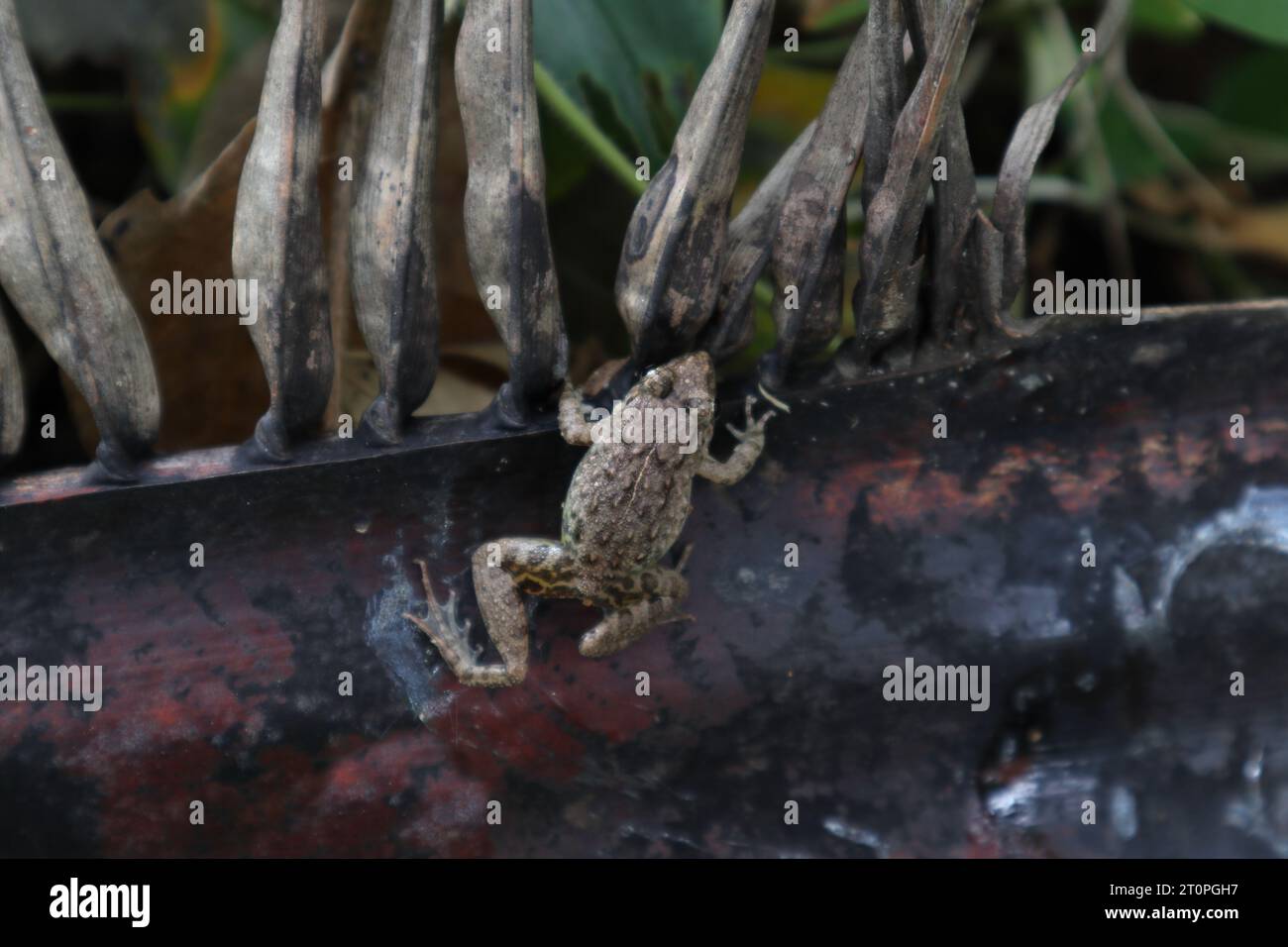 Long legged cricket frog hi-res stock photography and images - Alamy