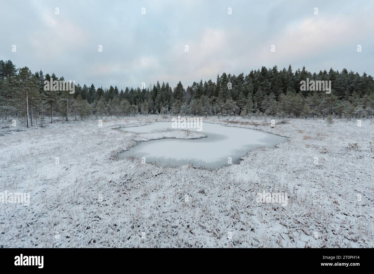 Frozen pond in the middle of snowy marshland and forests in the ...