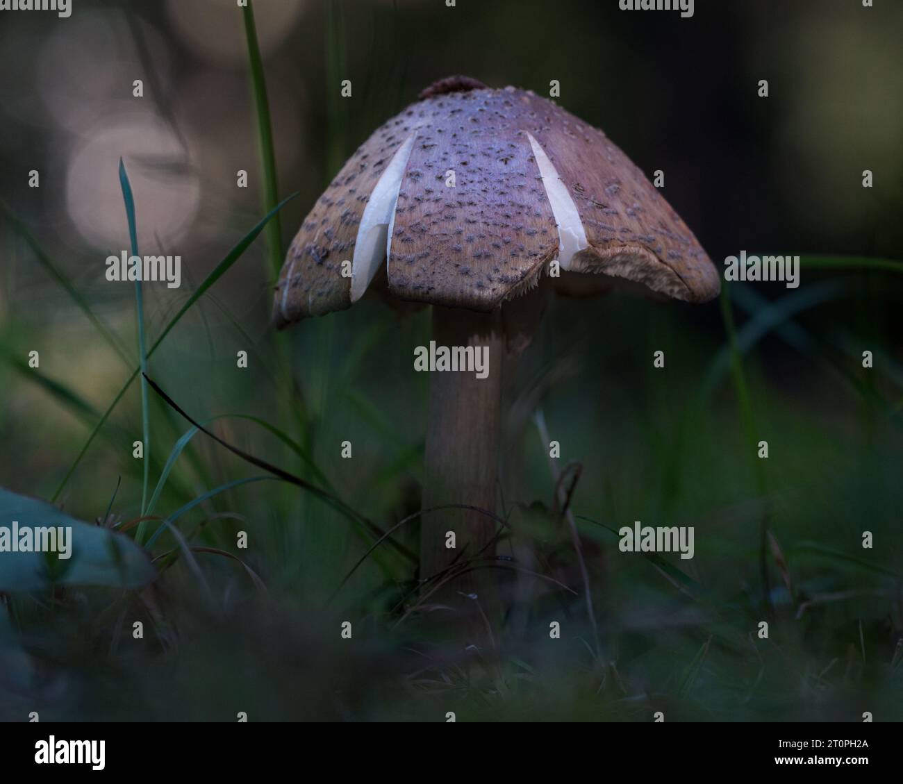Pretty Fall mushrooms Stock Photo - Alamy