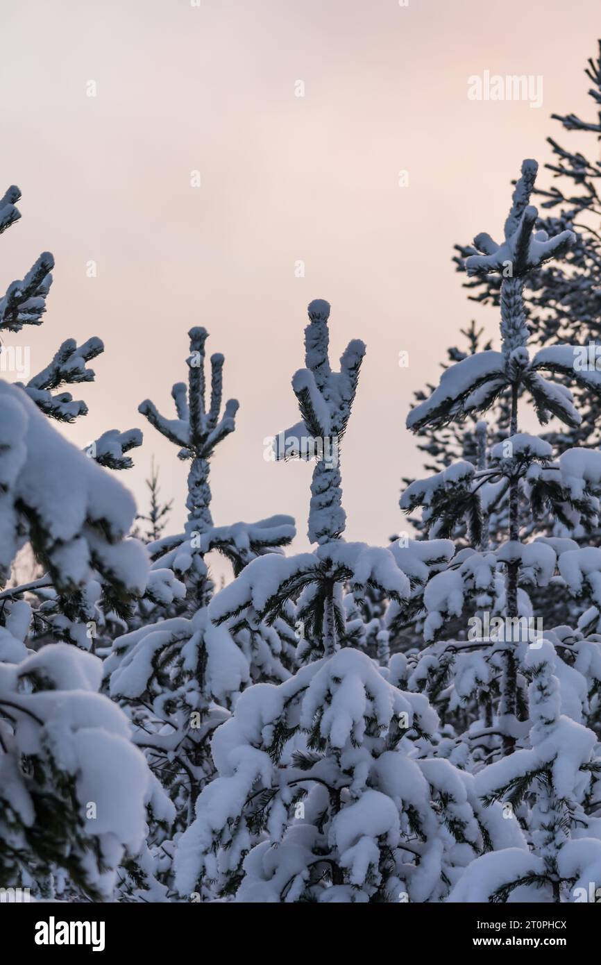Snowy spruce trees just before sunrise in winter in Finland Stock Photo ...