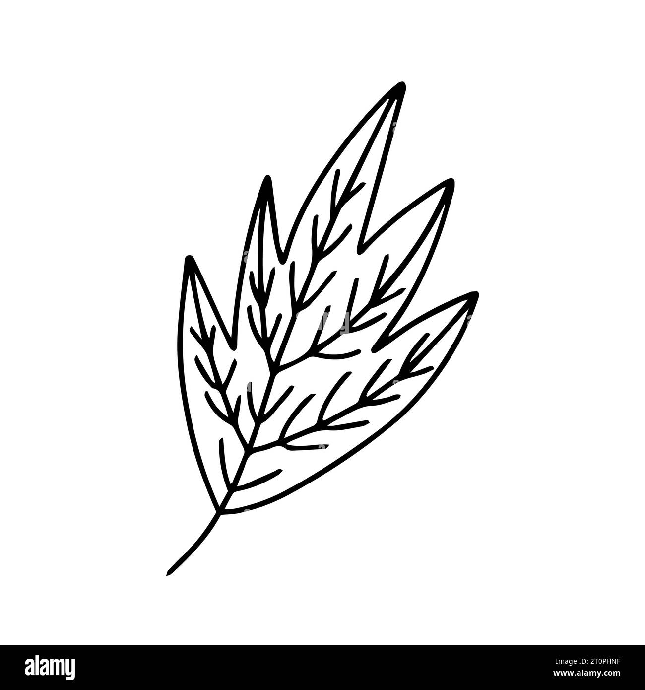 doodle leaf sketch Stock Vector Image & Art - Alamy