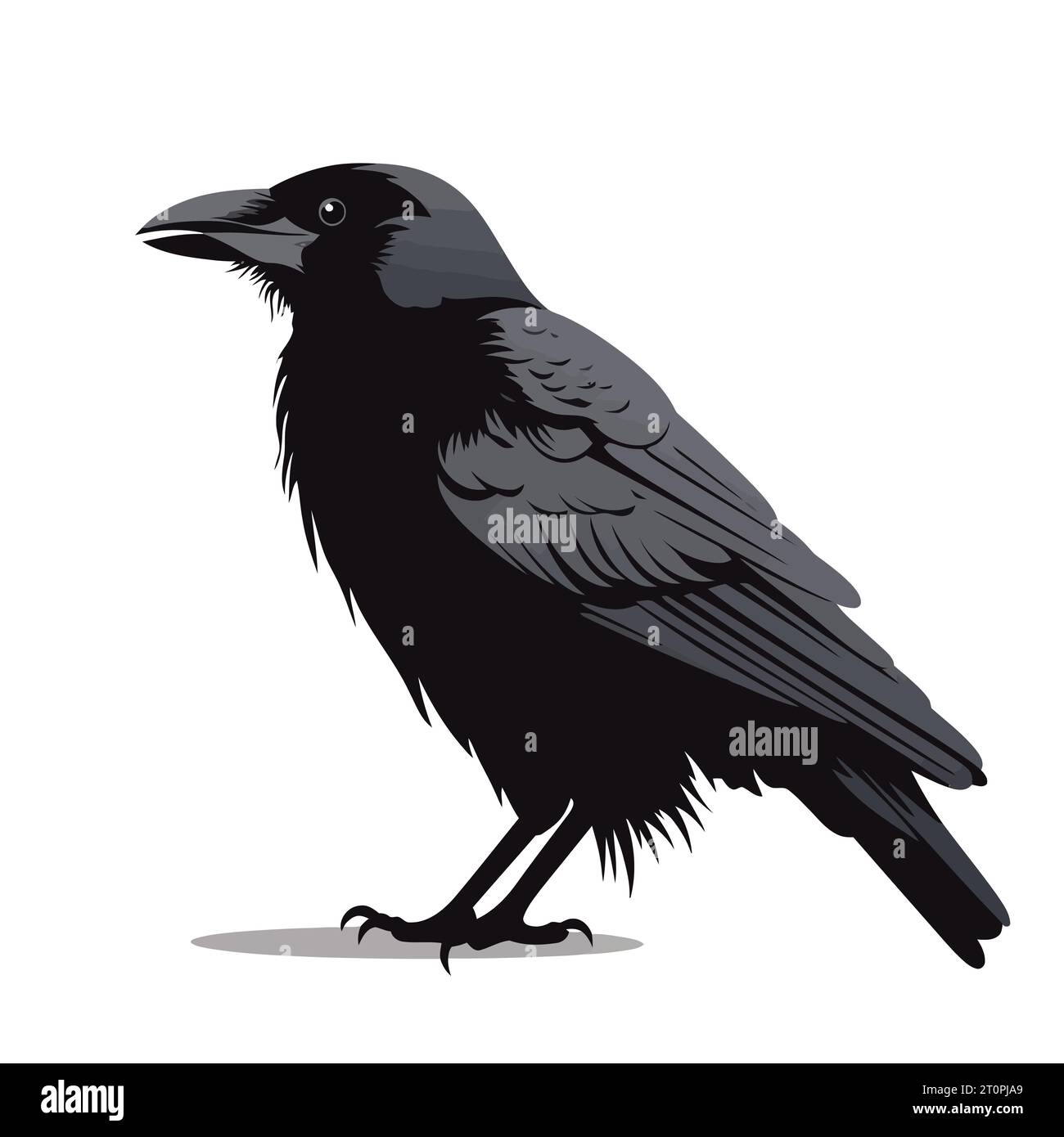 Crow image. Black crow isolated on white background. Illustration of a ...