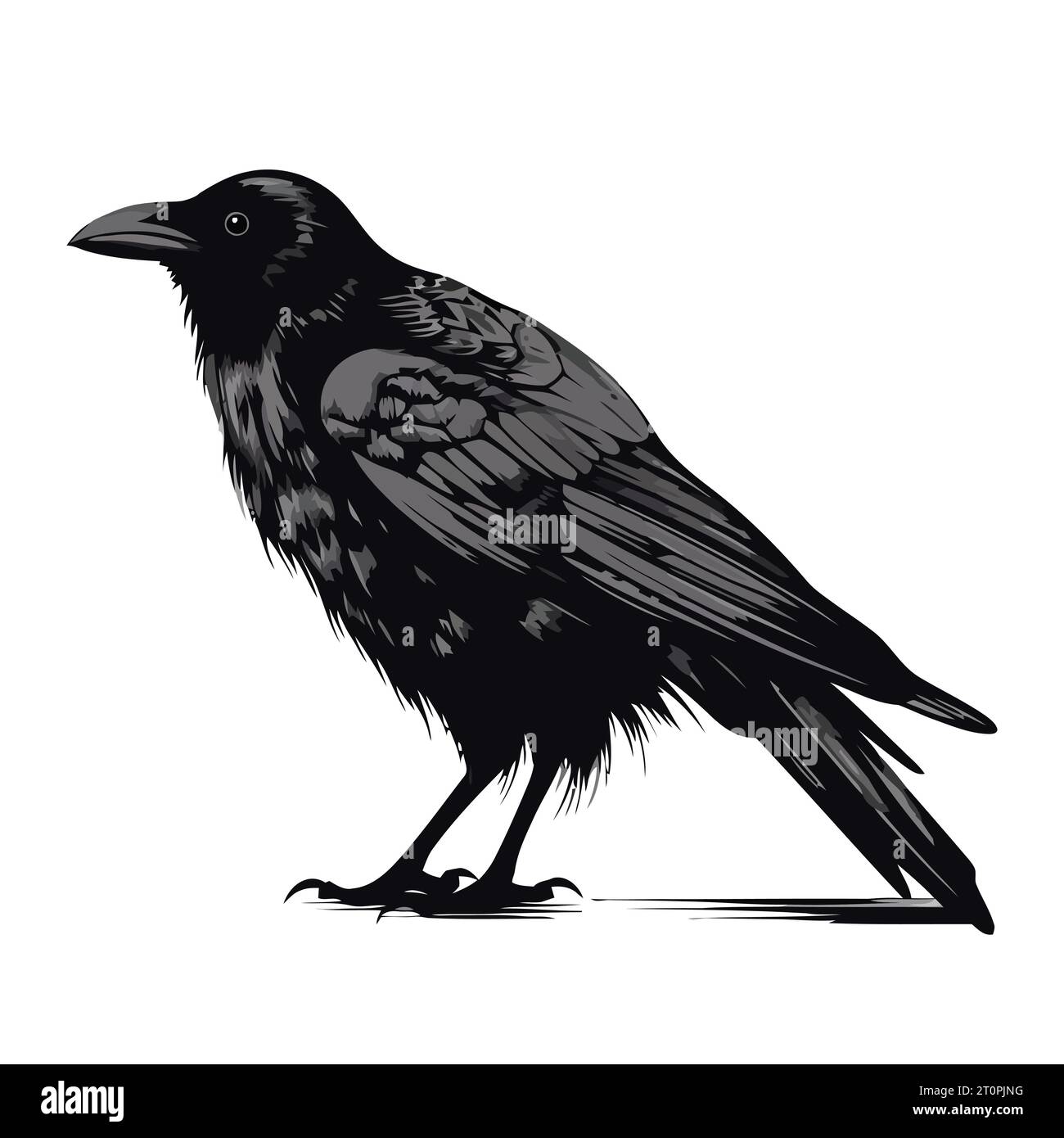 Crow image. Black crow isolated on white background. Illustration of a ...