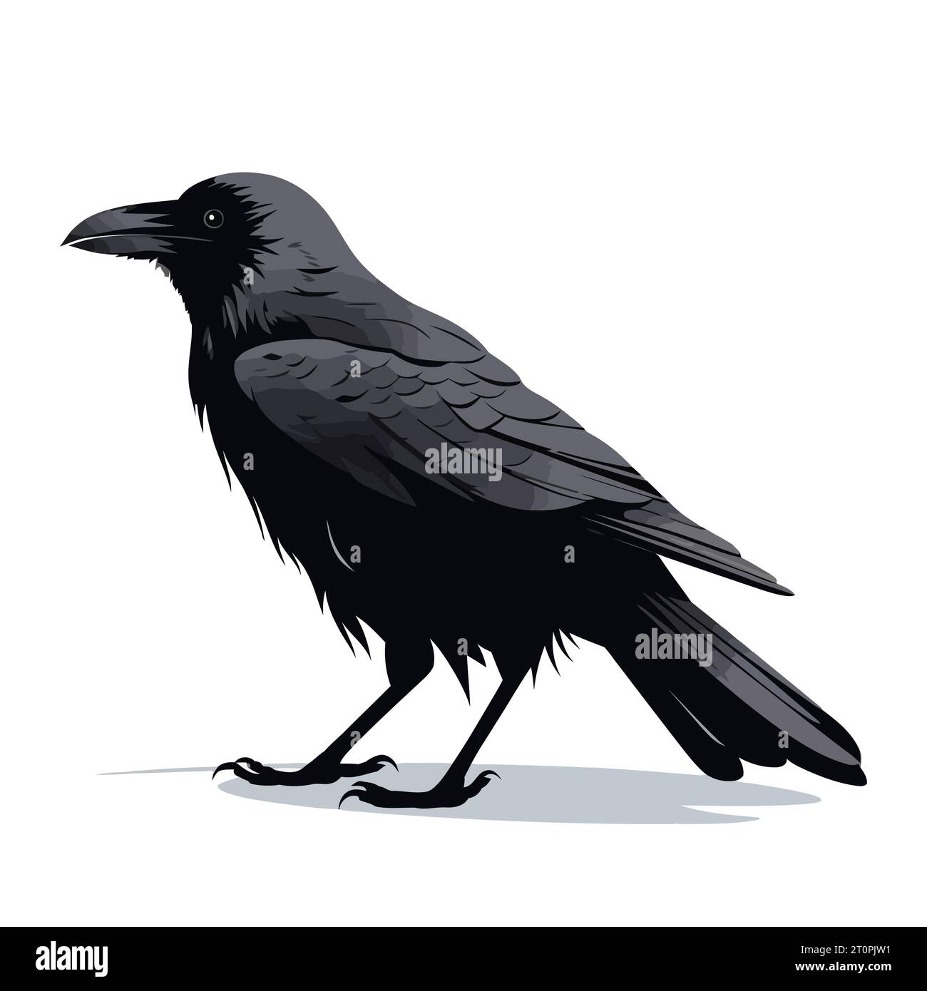Crow image. Black crow isolated on white background. Illustration of a ...