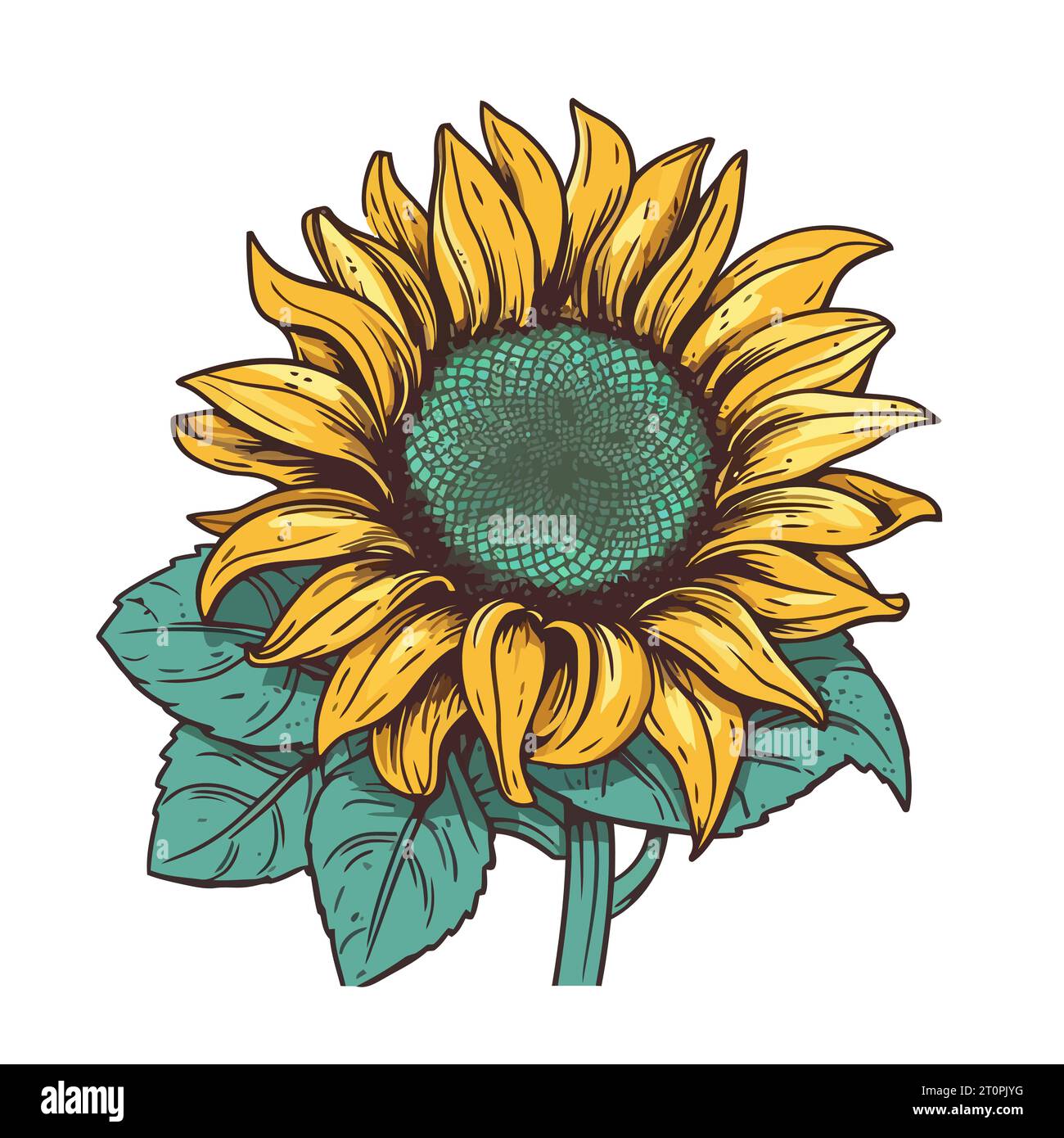Sunflower flower. Sunflower flower image isolated. Cute sunflower ...