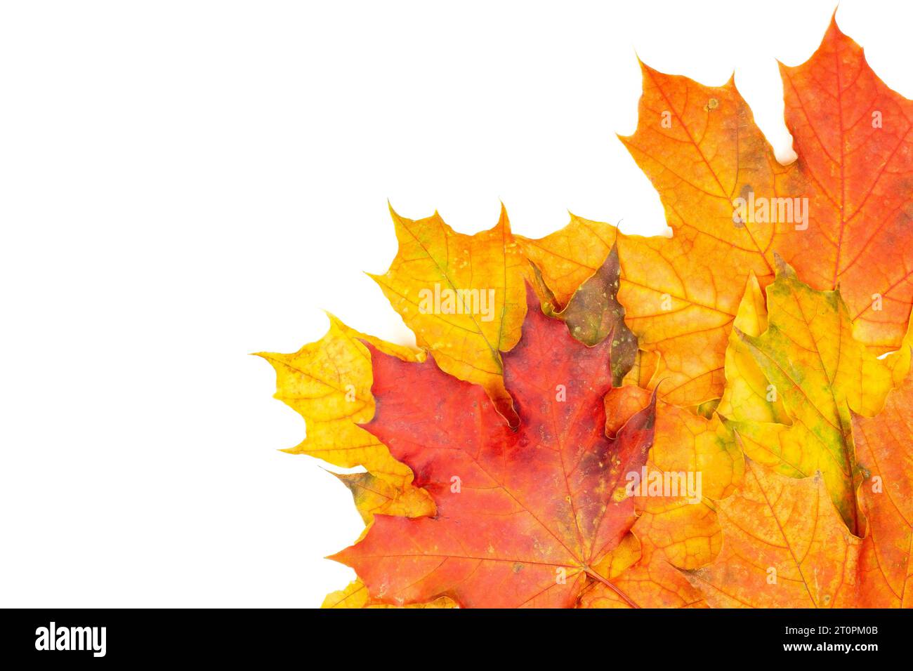 Autumn leaves on white background Stock Photo - Alamy