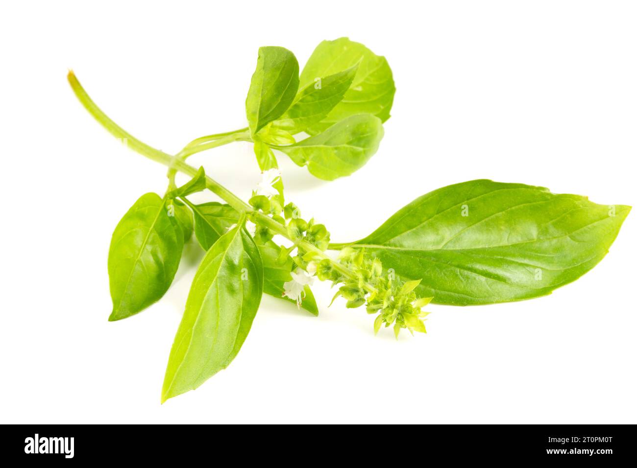 Basil leaf isolated on white background Stock Photo - Alamy