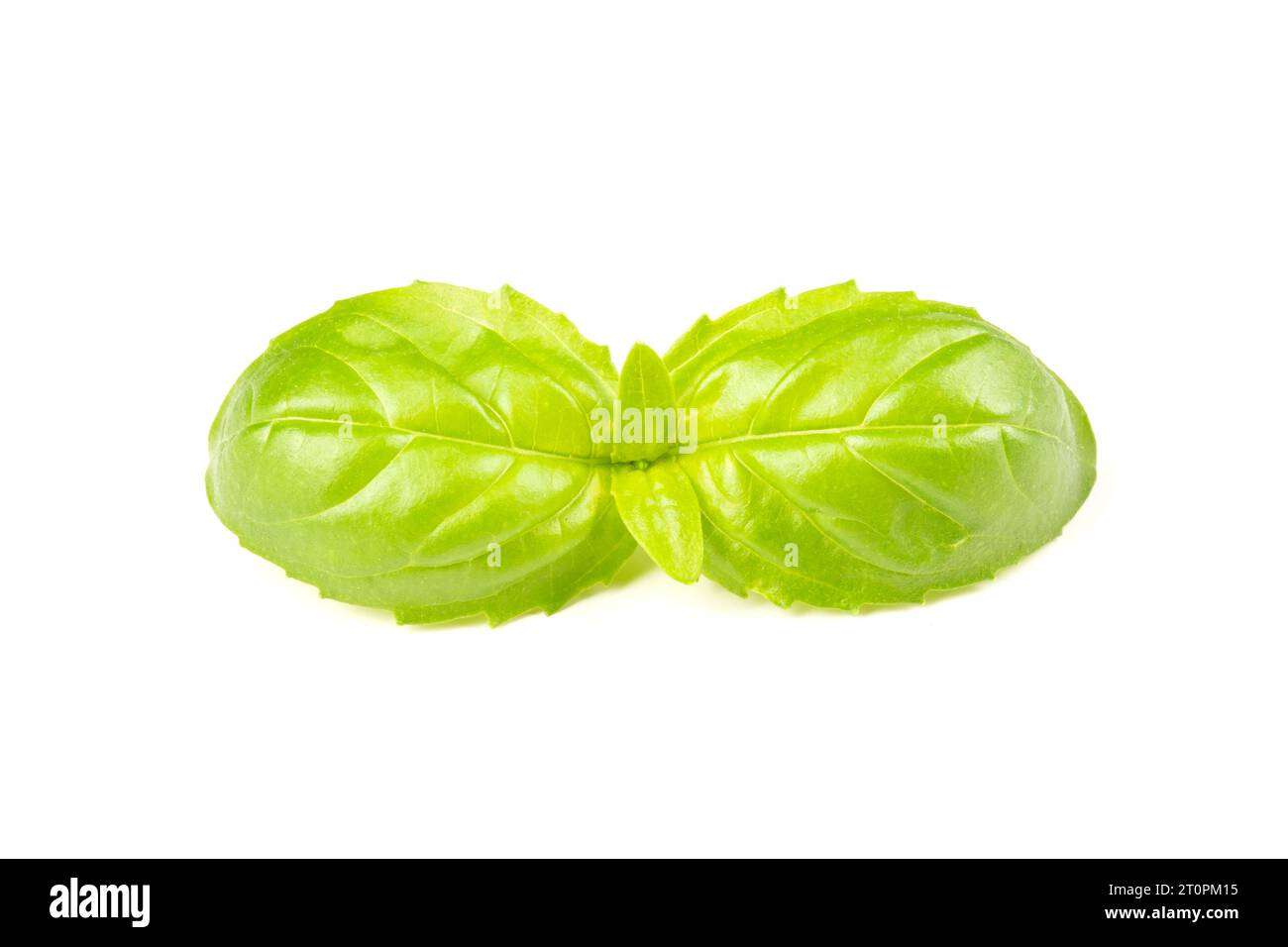 Basil leaf isolated on white background Stock Photo - Alamy