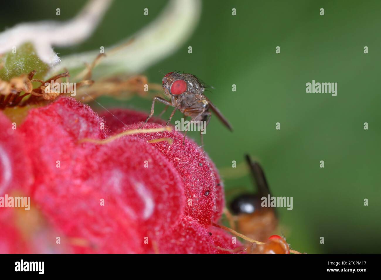 Tropical Fruit Fly Drosophila Diptera. Parasite Insect Pest on fruits ...