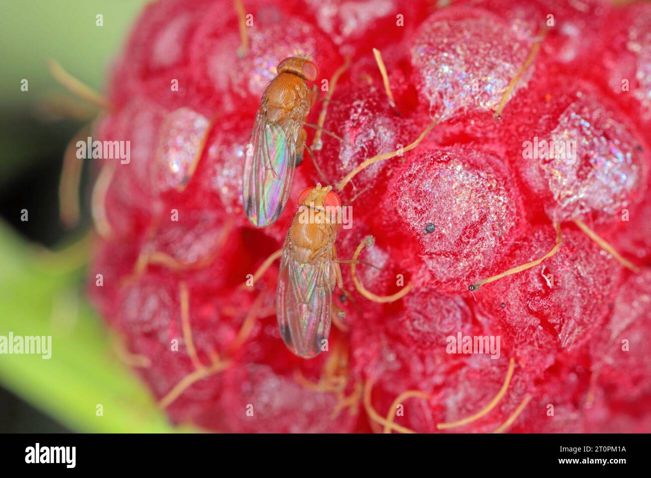 Males Drosophila suzukii - commonly called the spotted wing drosophila ...